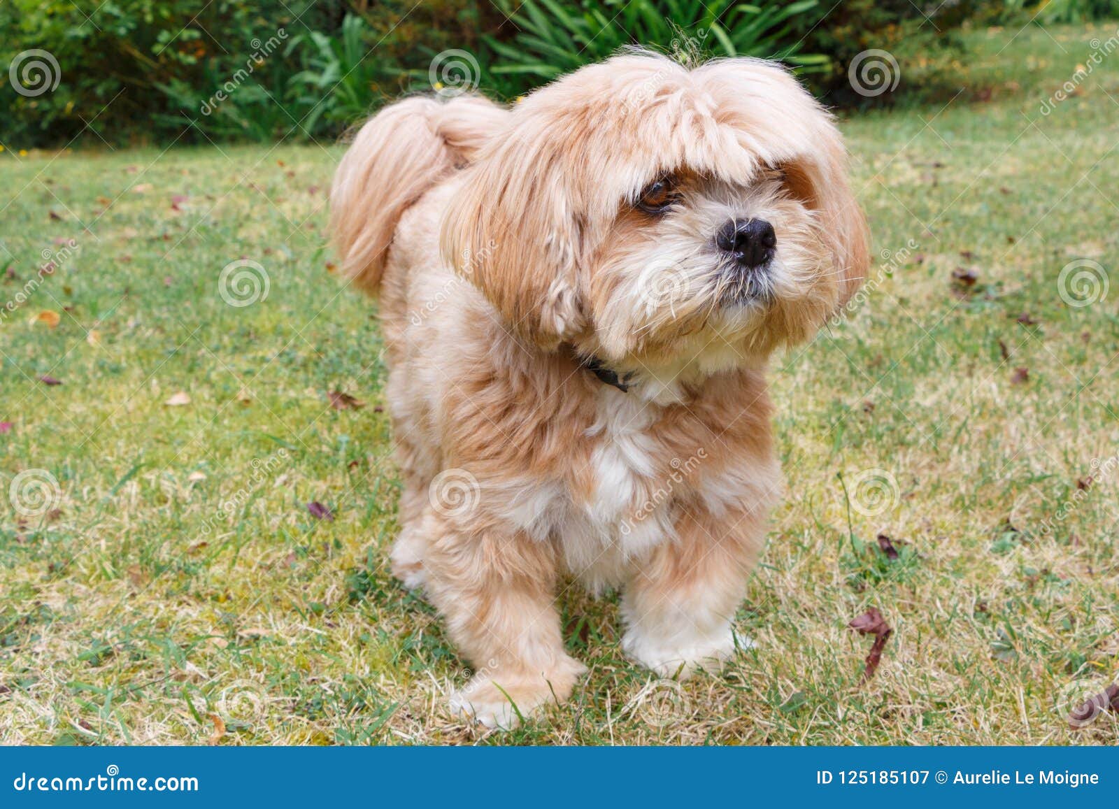Lhasa Apso-hond in Een Tuin Stock Afbeelding - Image of huisdier ...