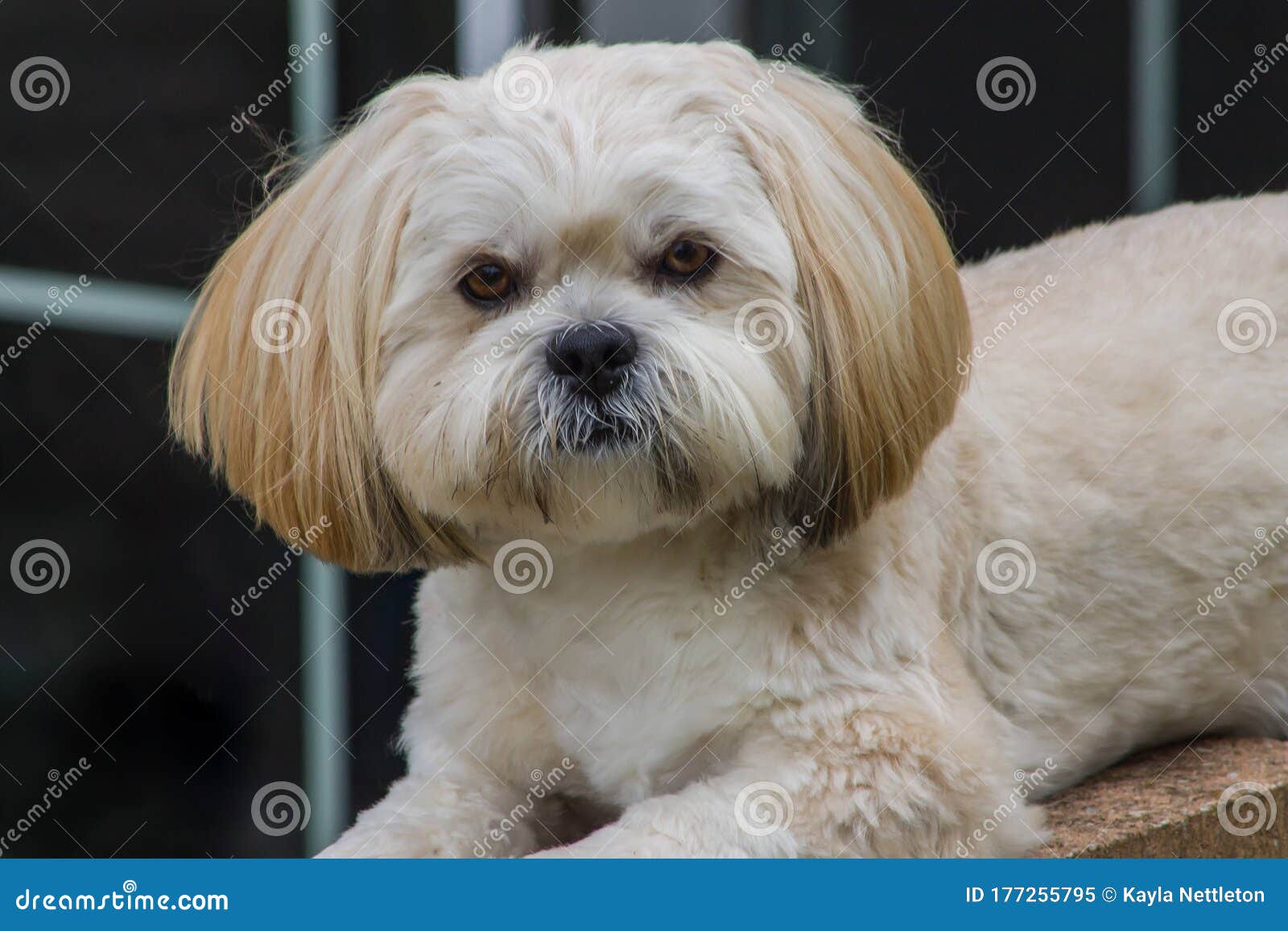 Lhasa Apso Laying on Bricks Staring at Camera Stock Image - Image of ...