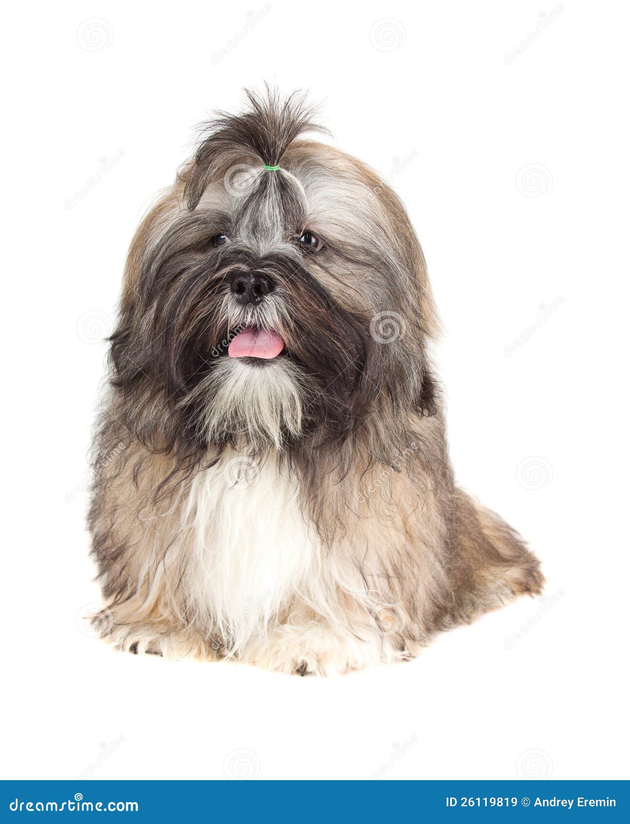 Lhasa Apso puppy stock image. Image of cute, doggy, family - 26119819