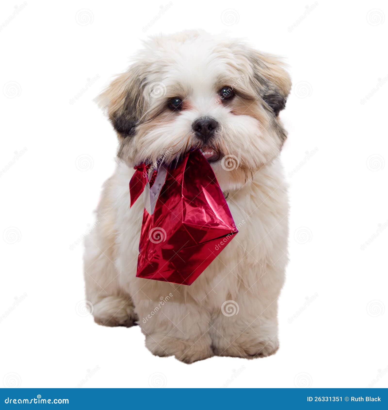 Lhasa apso puppy stock image. Image of cute, gifts, lhasa - 26331351