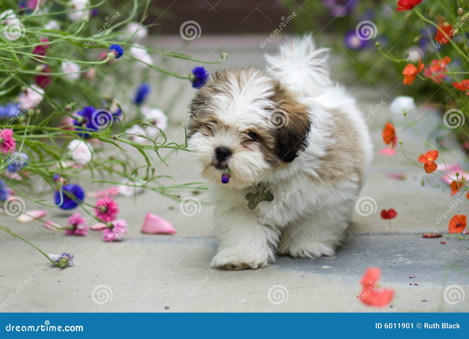 Lhasa apso puppy stock image. Image of chewing, garden - 6011901