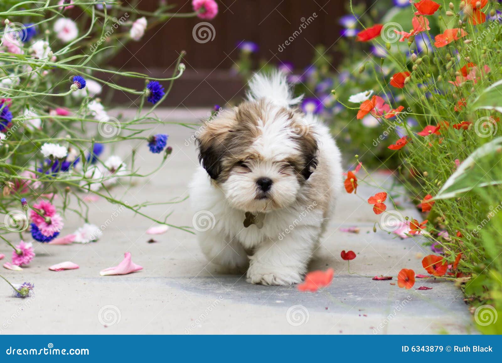 Lhasa apso puppy stock image. Image of flower, lhasa, domestic - 6343879