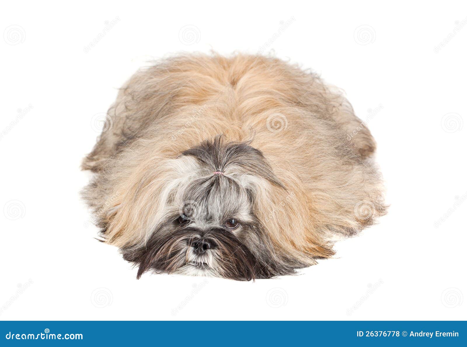 Lhasa Apso Puppy Lying on White Stock Photo - Image of view, brown ...