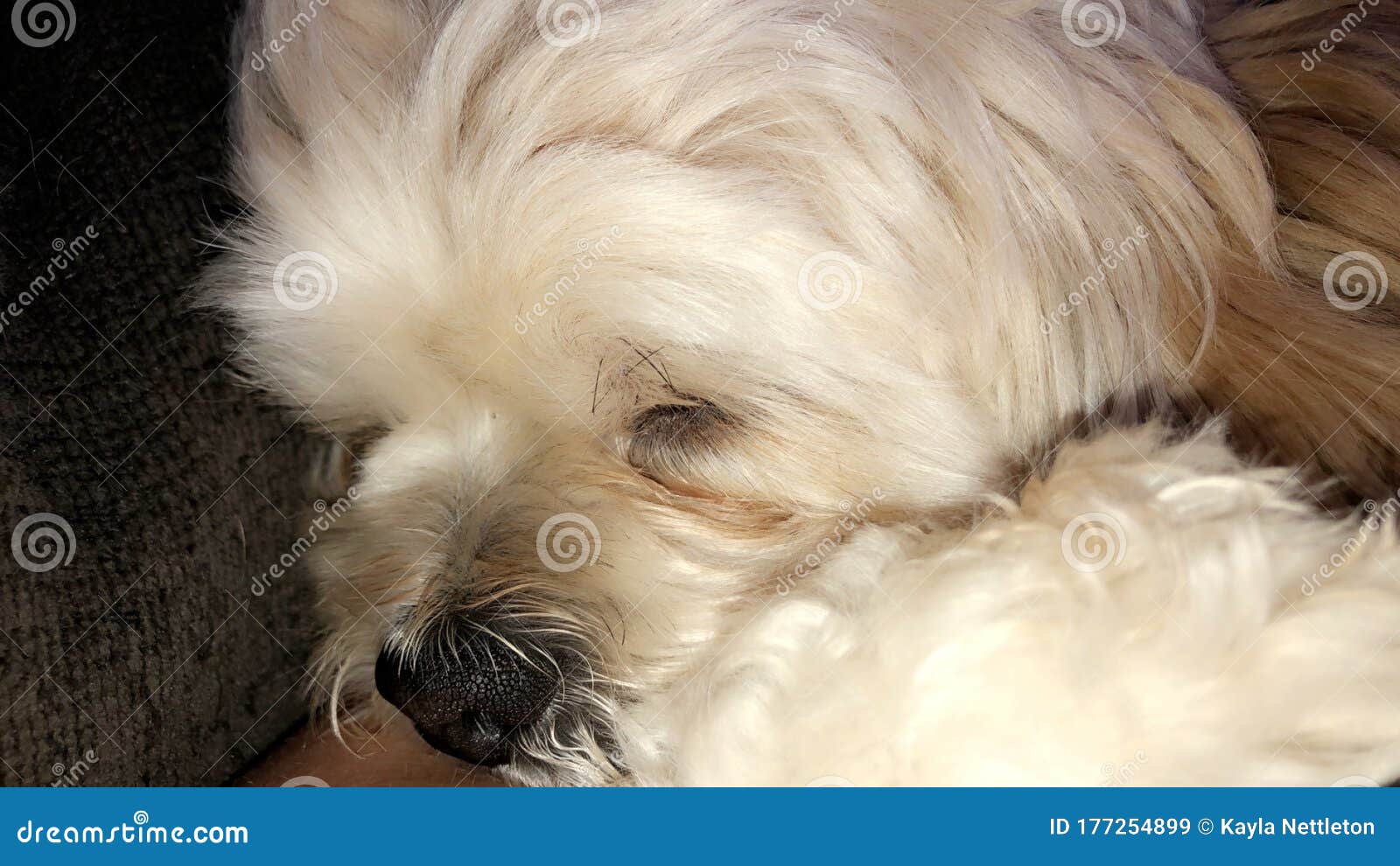 Lhasa Apso Puppy Sleeping stock image. Image of beauty - 177254899