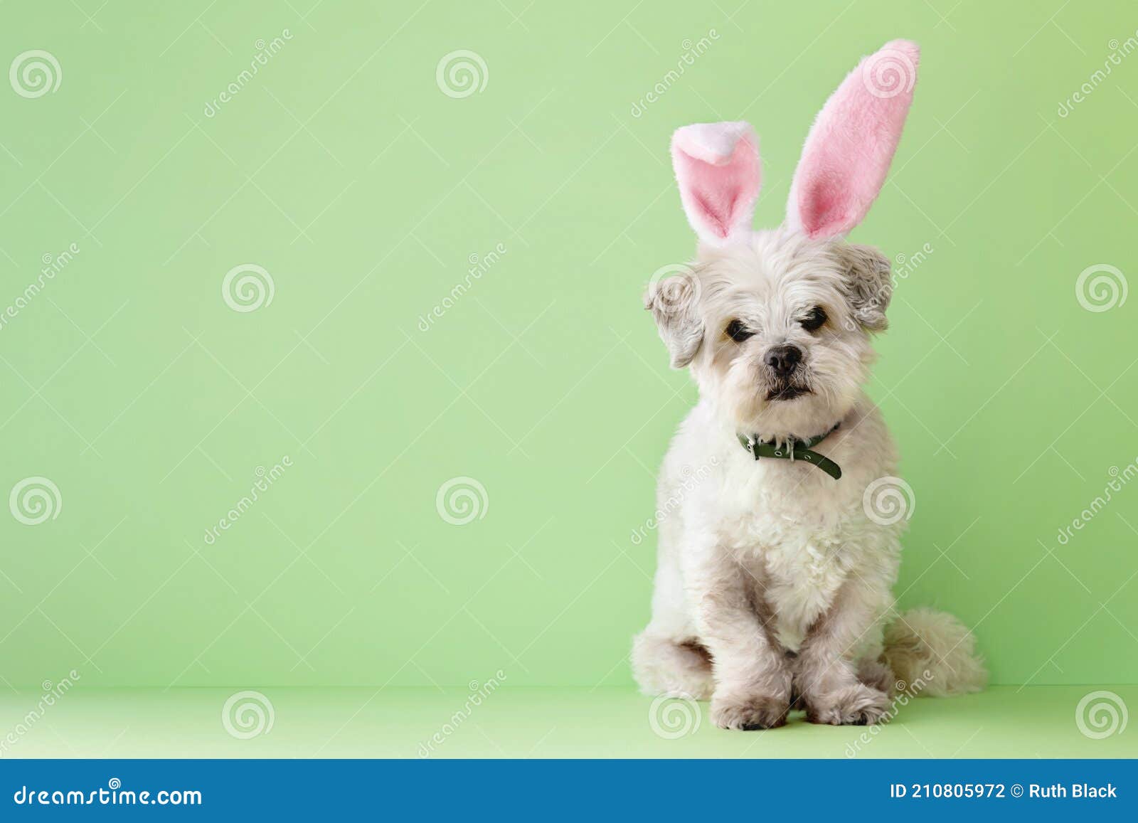 Lhasa Apso Wearing Easter Costume Stock Photo - Image of ears, rabbit ...