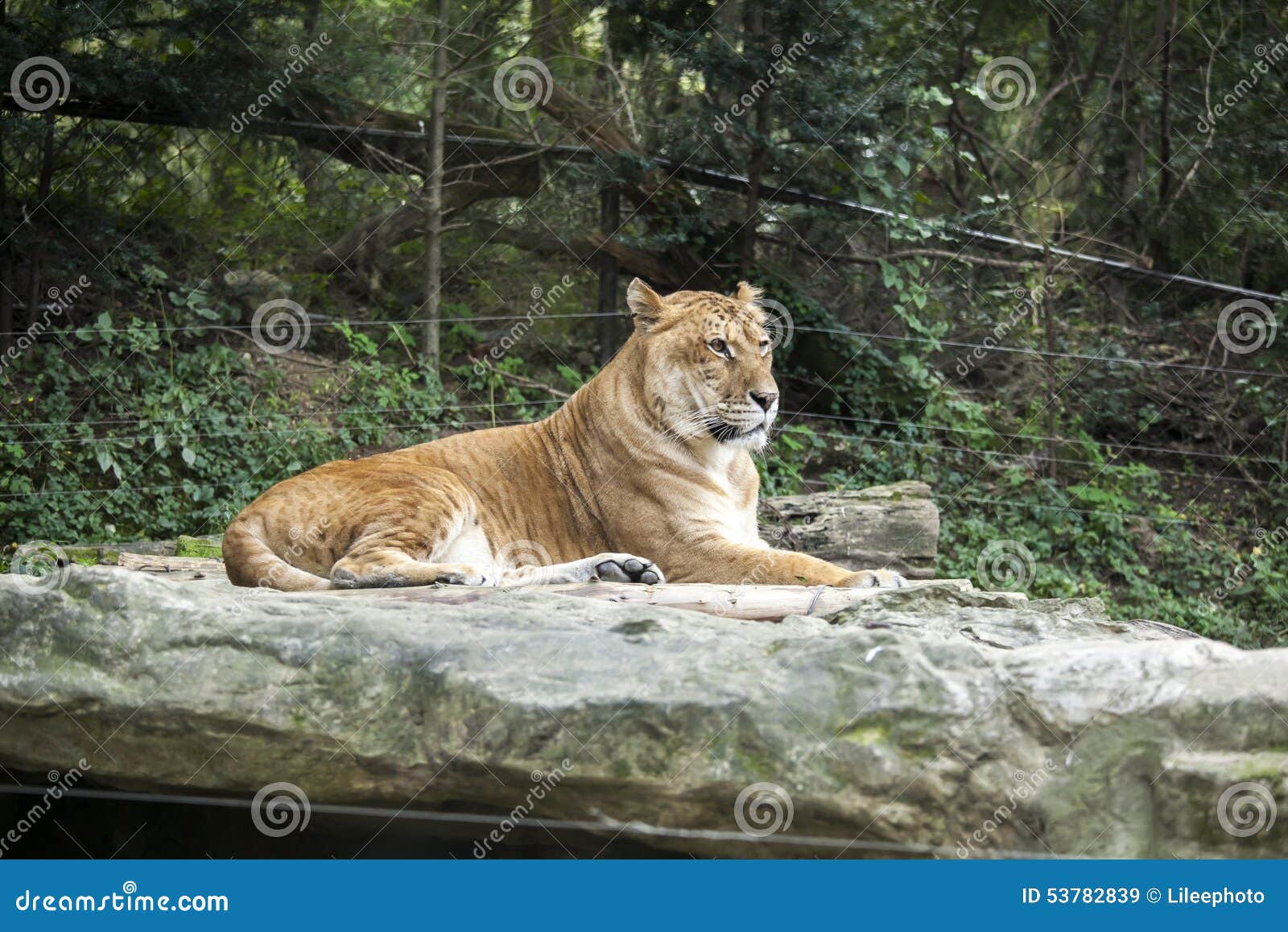 Li-ger, Kors-avel Lejon Och Tiger Fotografering för Bildbyråer - Bild ...