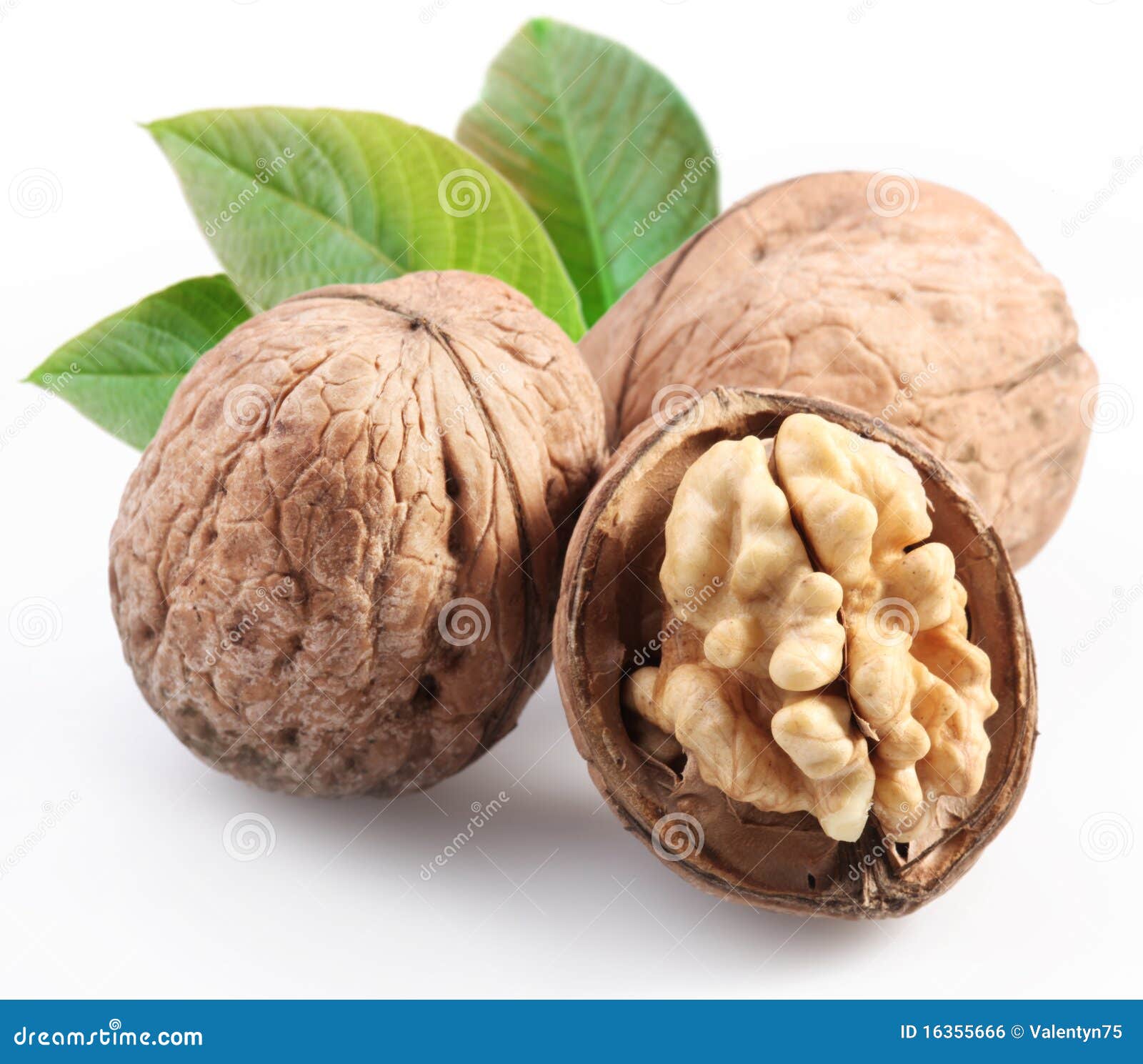 Liść Orzech Włoski Obraz Royalty Free - Obraz: 16355666