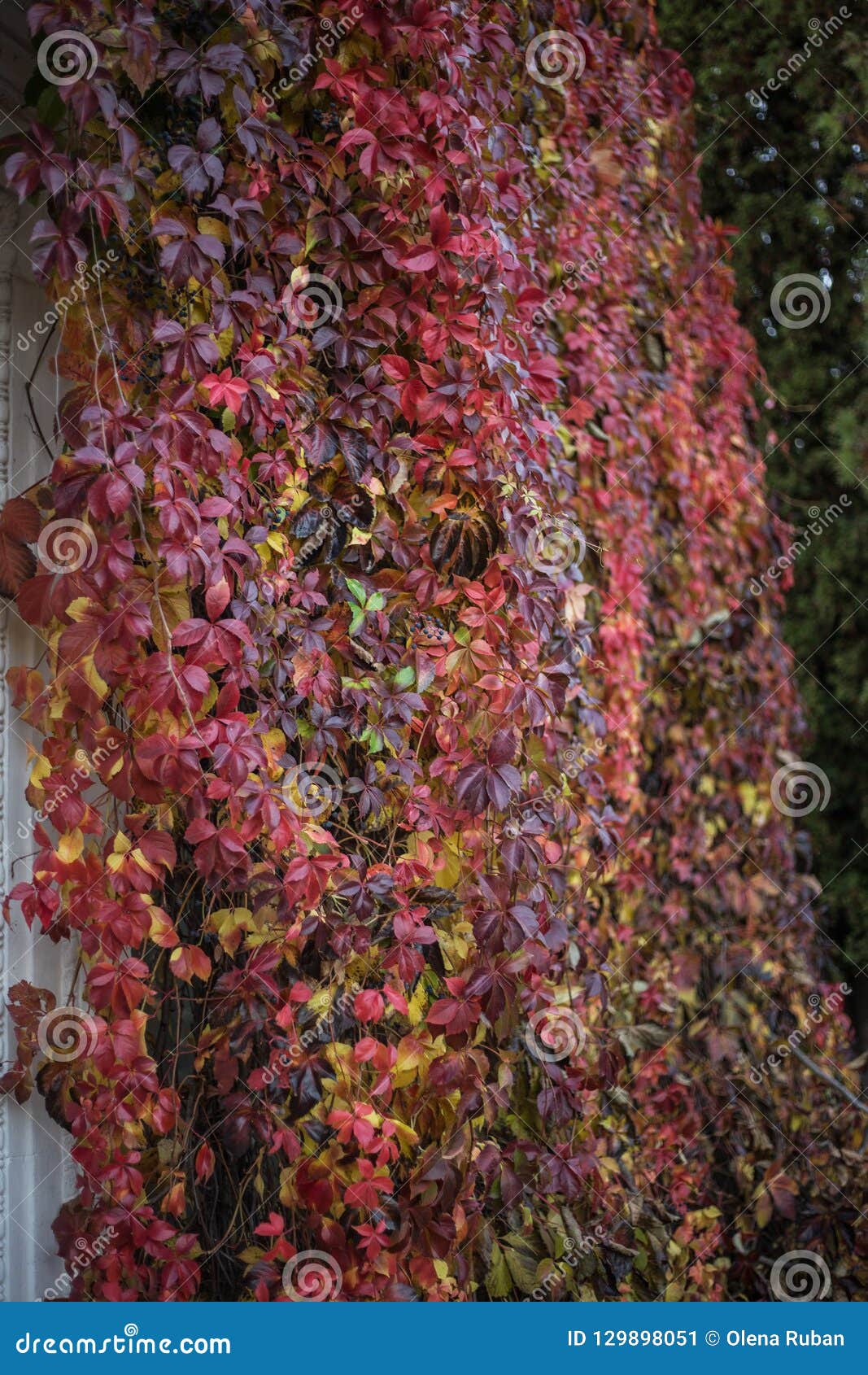 Liana in Autumn stock image. Image of grapevine, crop - 129898051