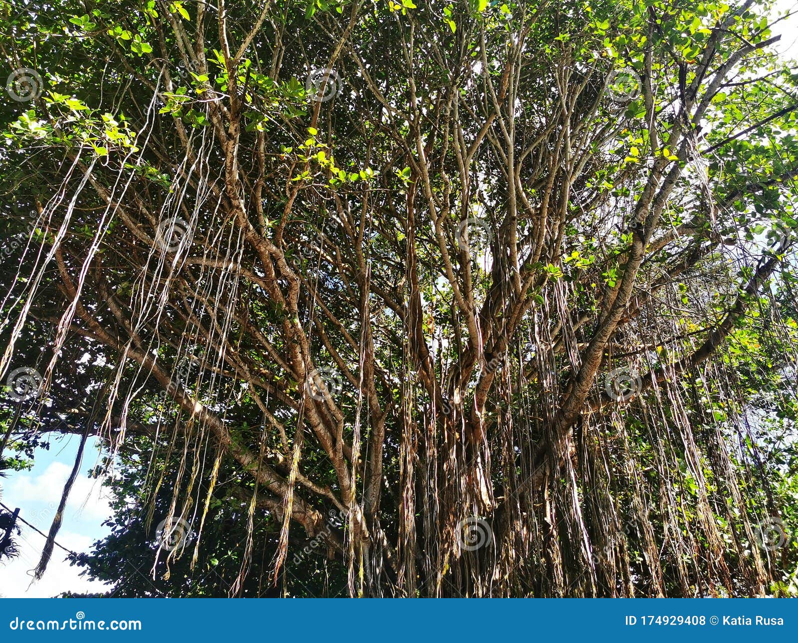 Liana big tree stock photo. Image of botanic, liana - 174929408