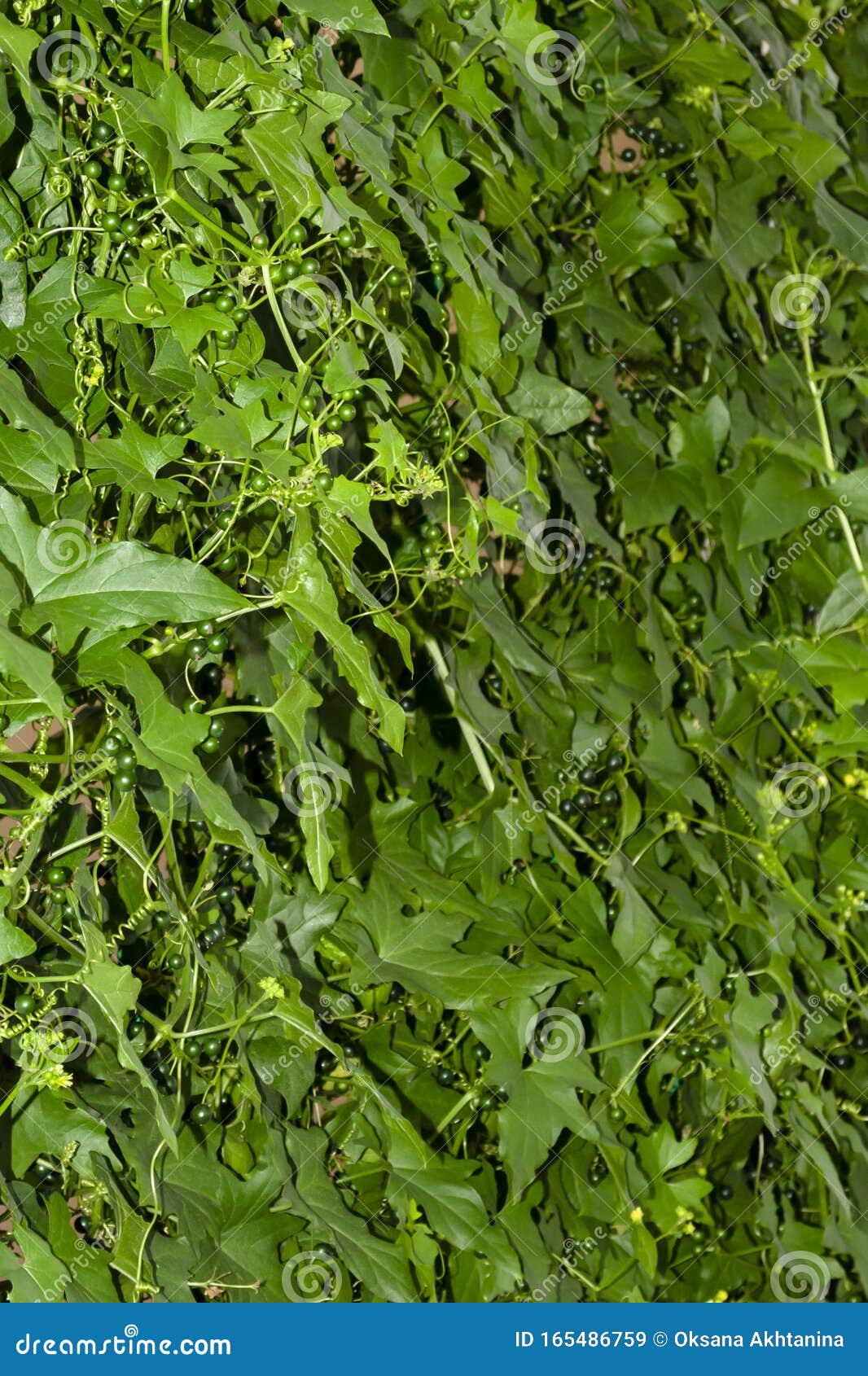 Liana with Green Berries on the Wall Stock Image - Image of green ...