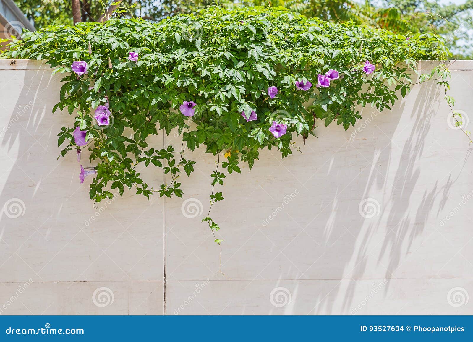 Liana plant stock photo. Image of flowr, liana, garden - 93527604