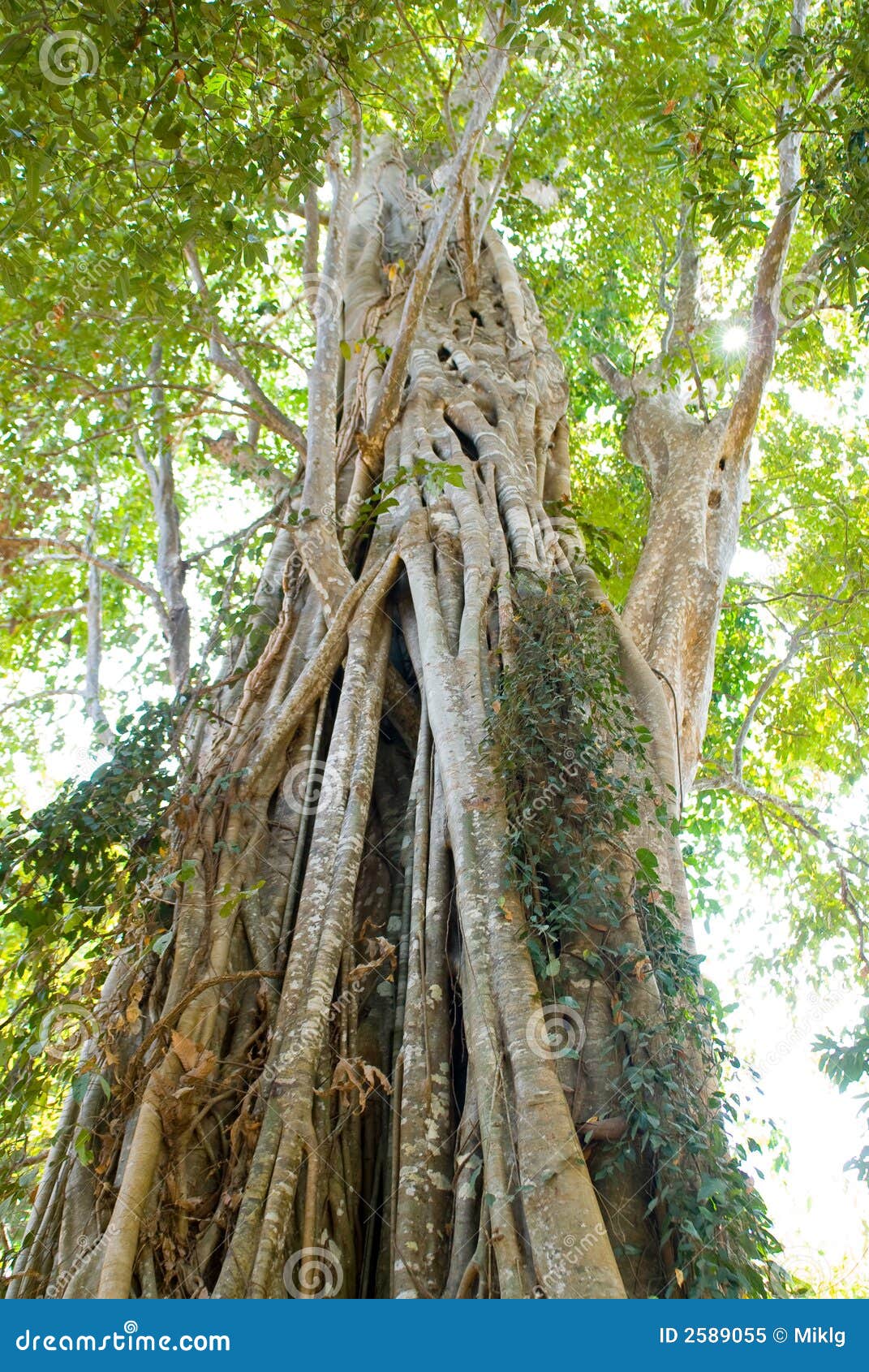 Liana tree stock image. Image of hard, cambodia, convolute - 2589055