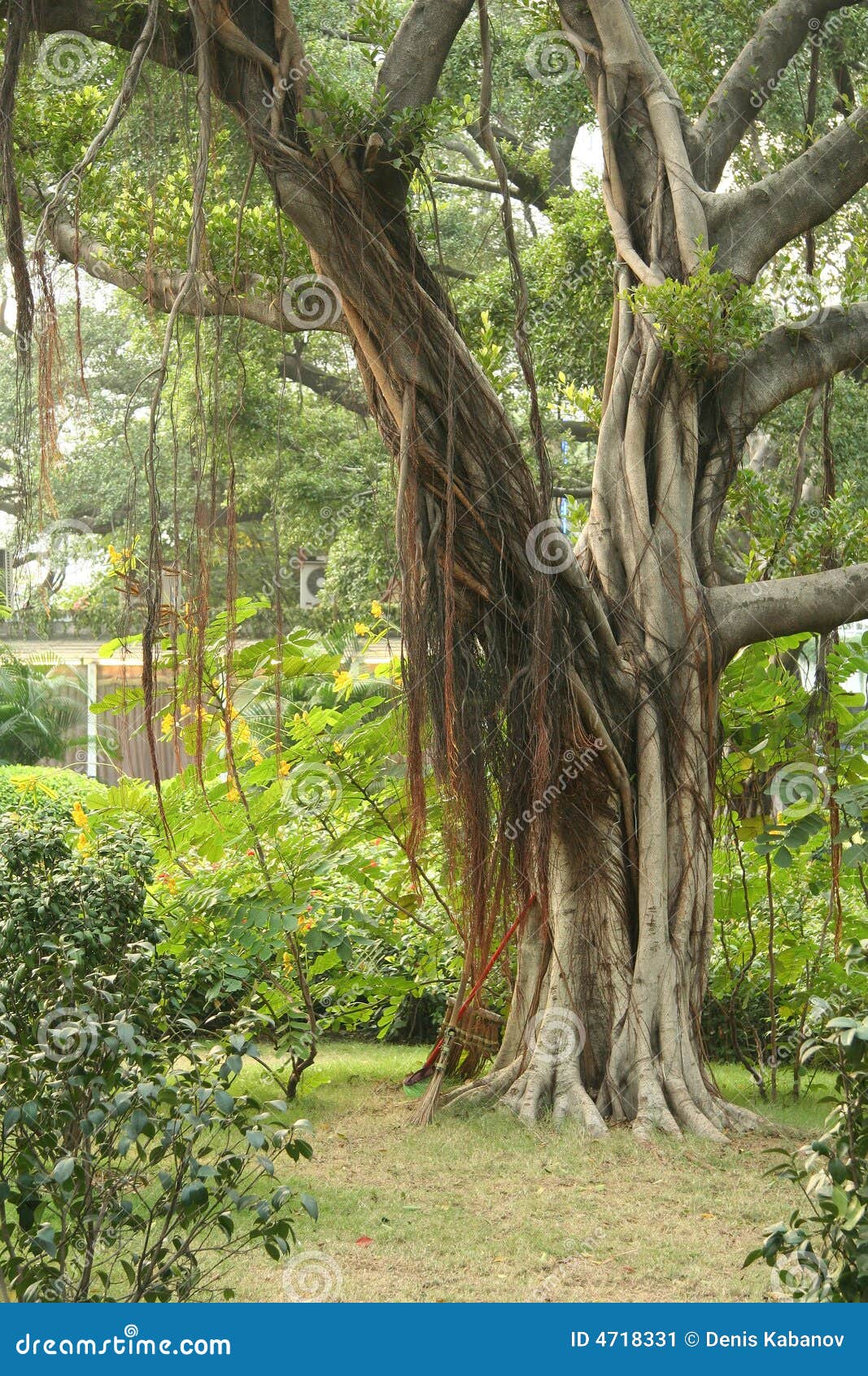 Liana tree stock image. Image of green, rain, grow, pattern - 4718331