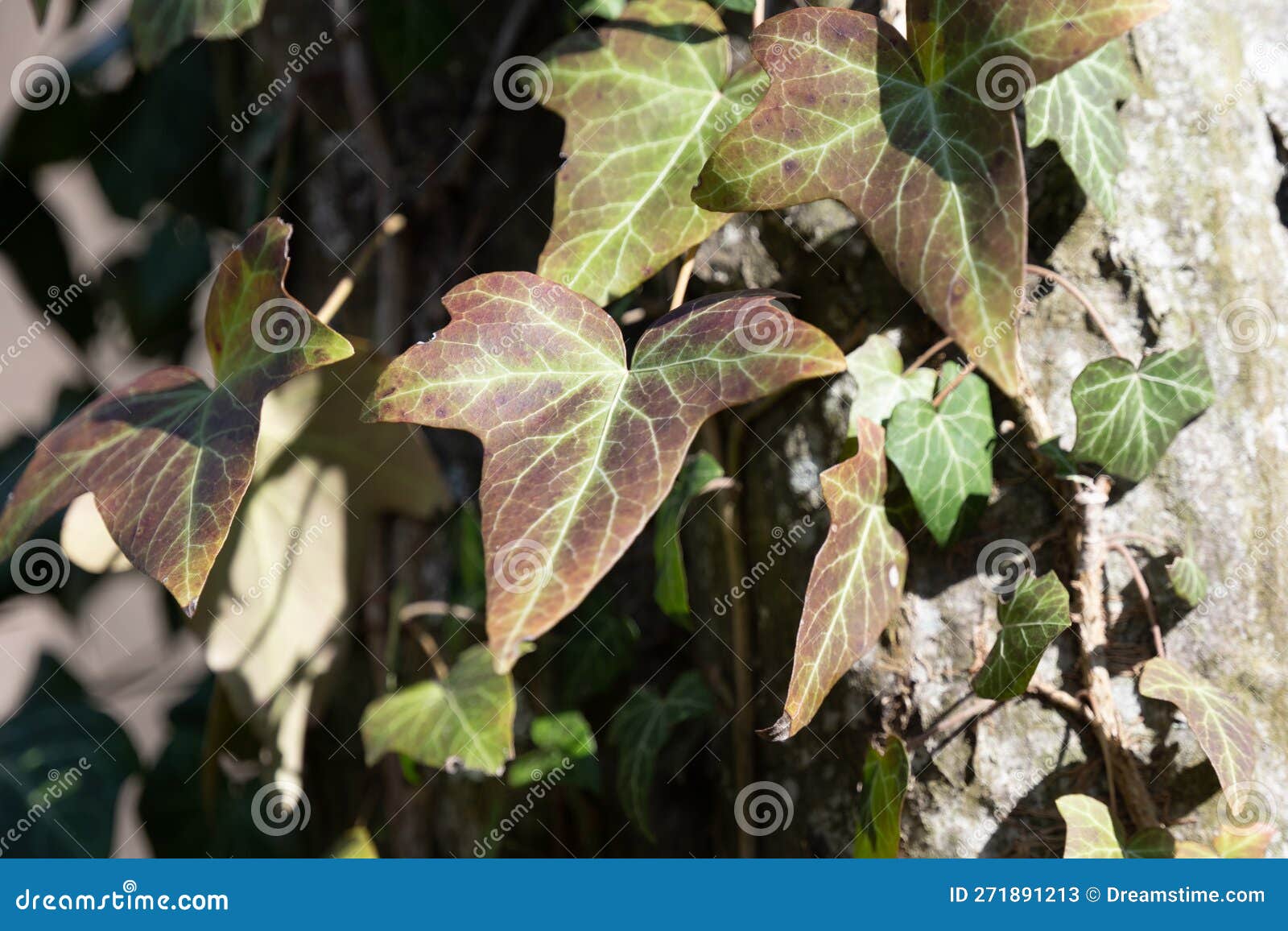 Liana on a Tree in the Forest Stock Image - Image of branch, nature ...