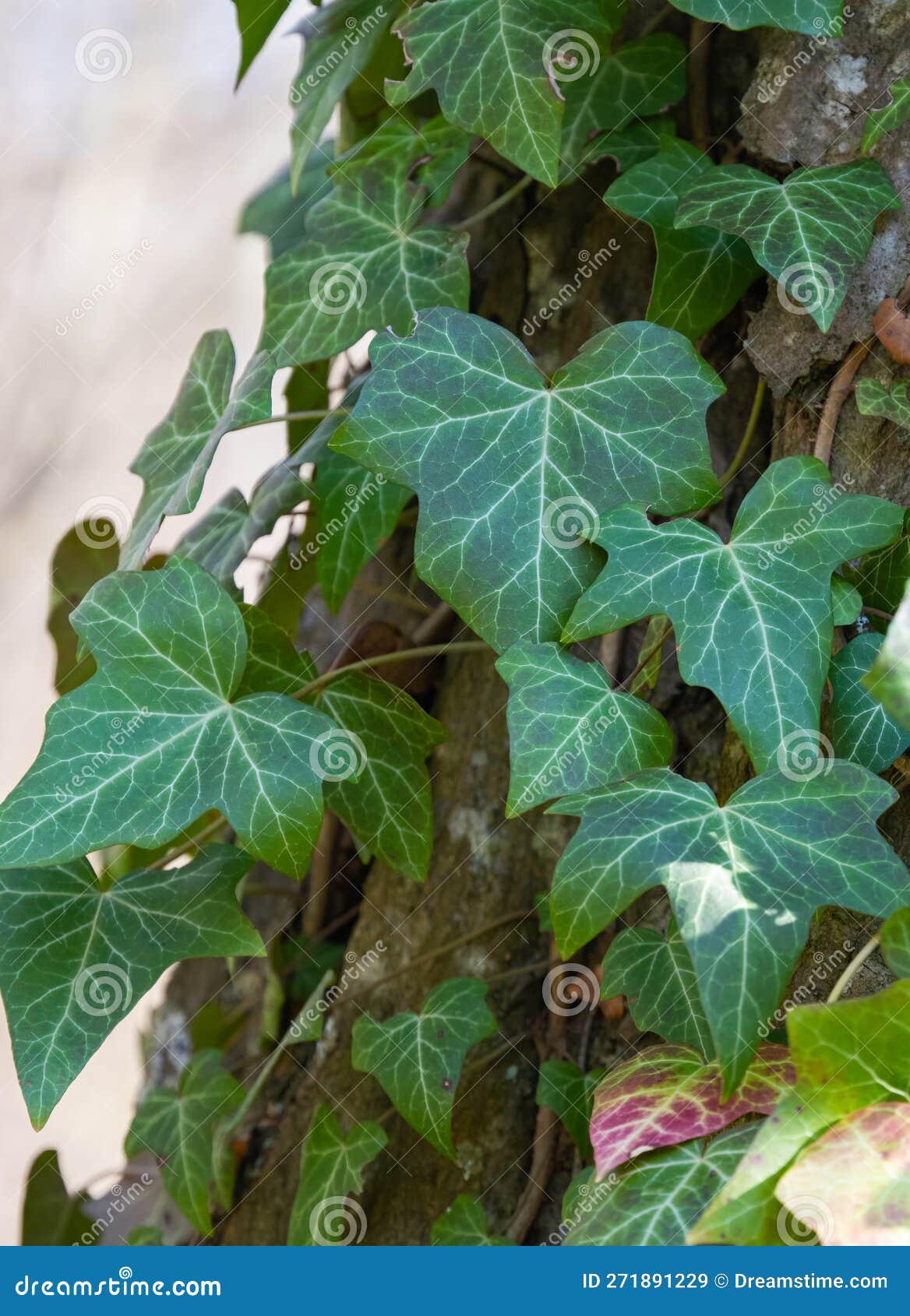 Liana on a Tree in the Forest Stock Image - Image of vegetation ...