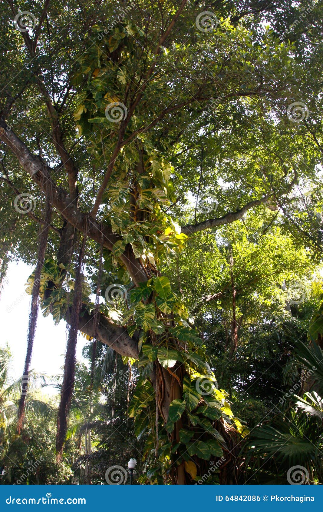 Liana on a tree stock photo. Image of grow, tree, florida - 64842086