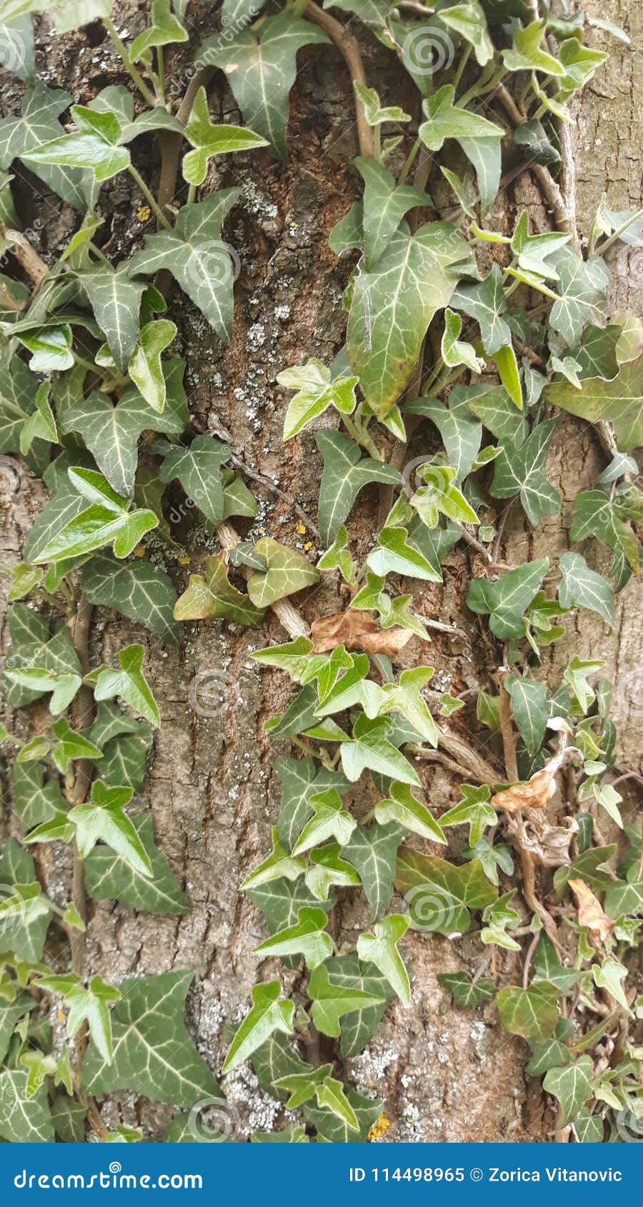 Liana on tree stock image. Image of liana, tree, wood - 114498965