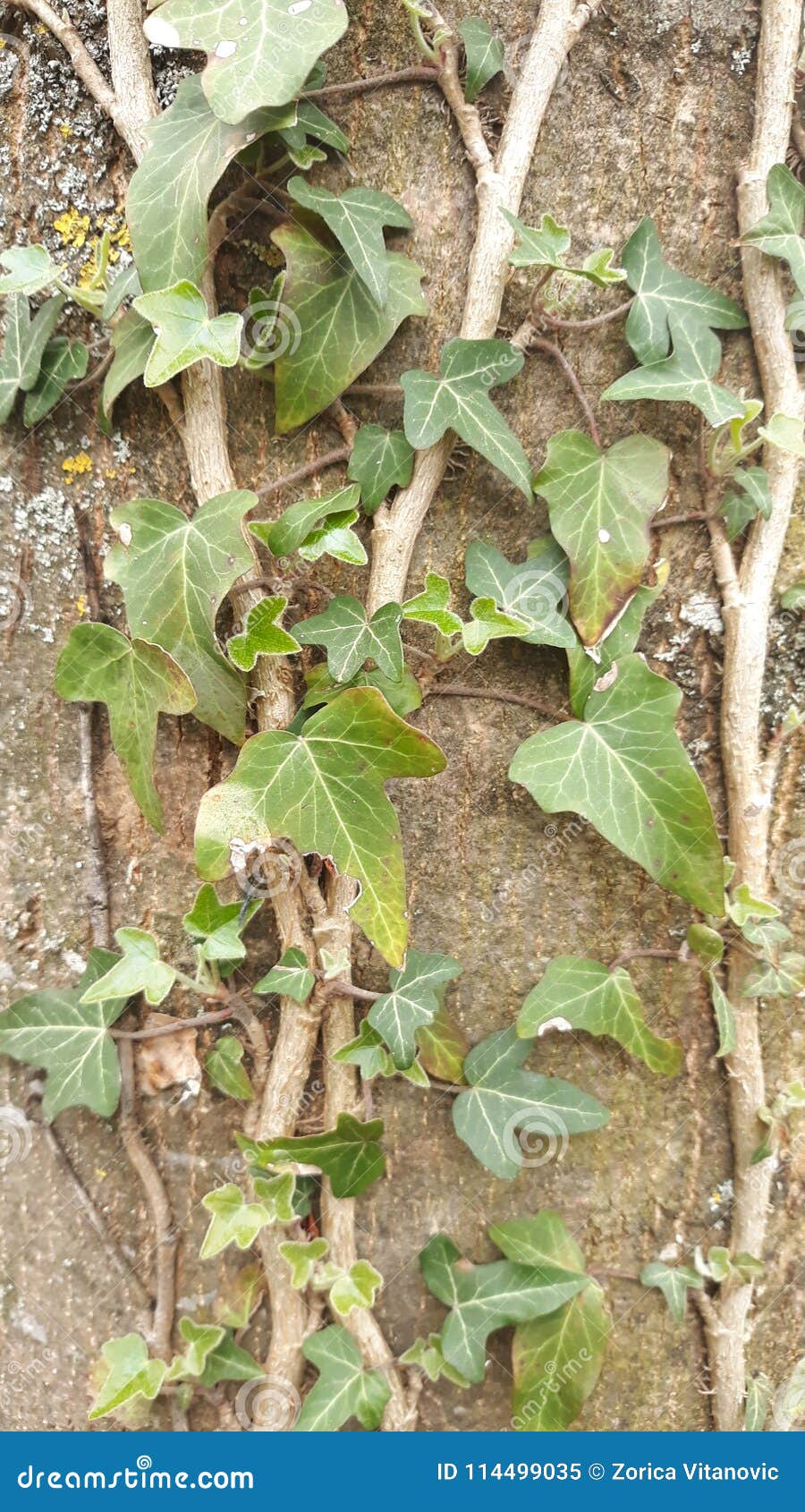 Liana on tree stock image. Image of tree, green, liana - 114499035
