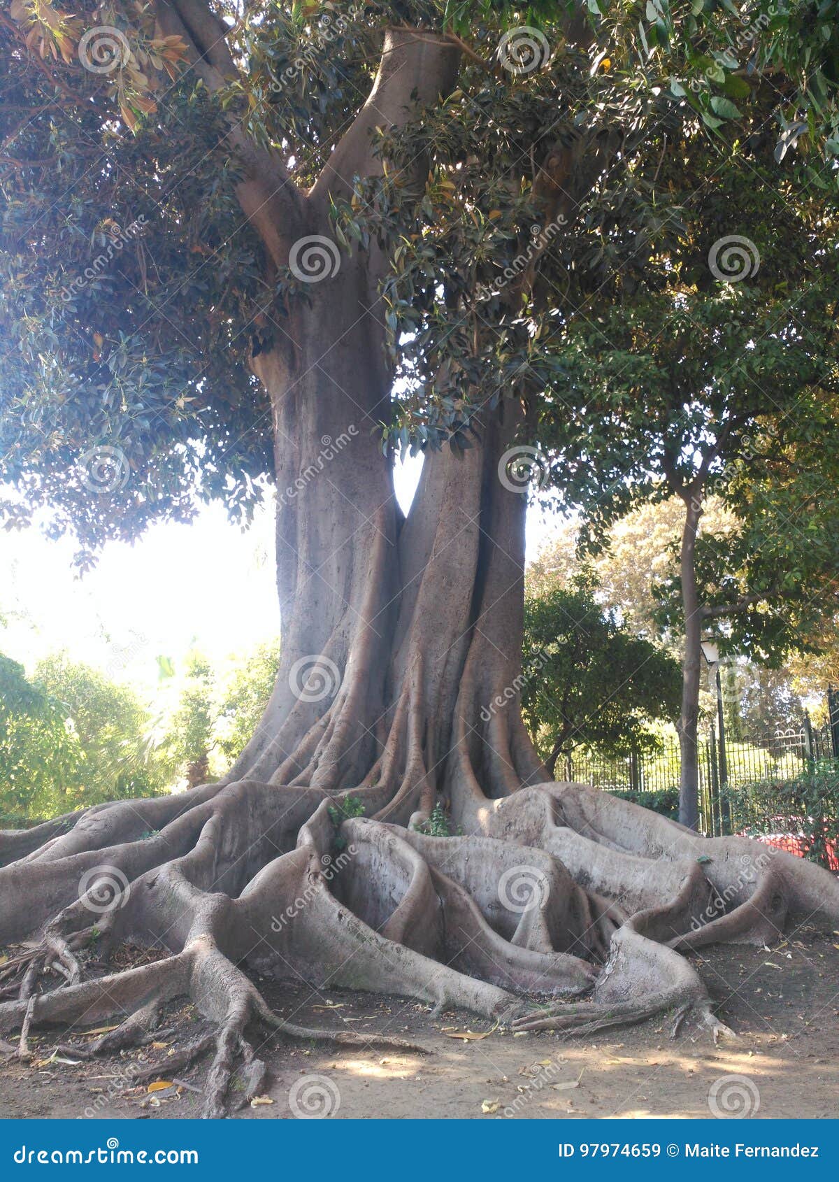 Liana tree stock image. Image of plants, seville, tree - 97974659