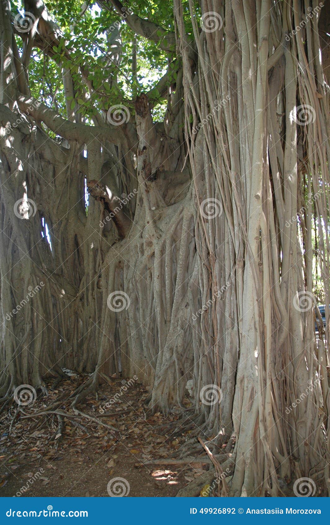 Liana tree stock photo. Image of liana, tree, branches - 49926892