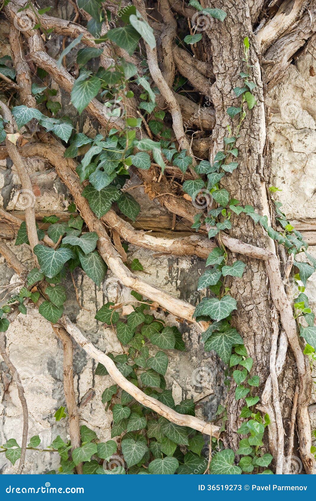 Liana stock image. Image of foliage, branch, leaves, treelike - 36519273
