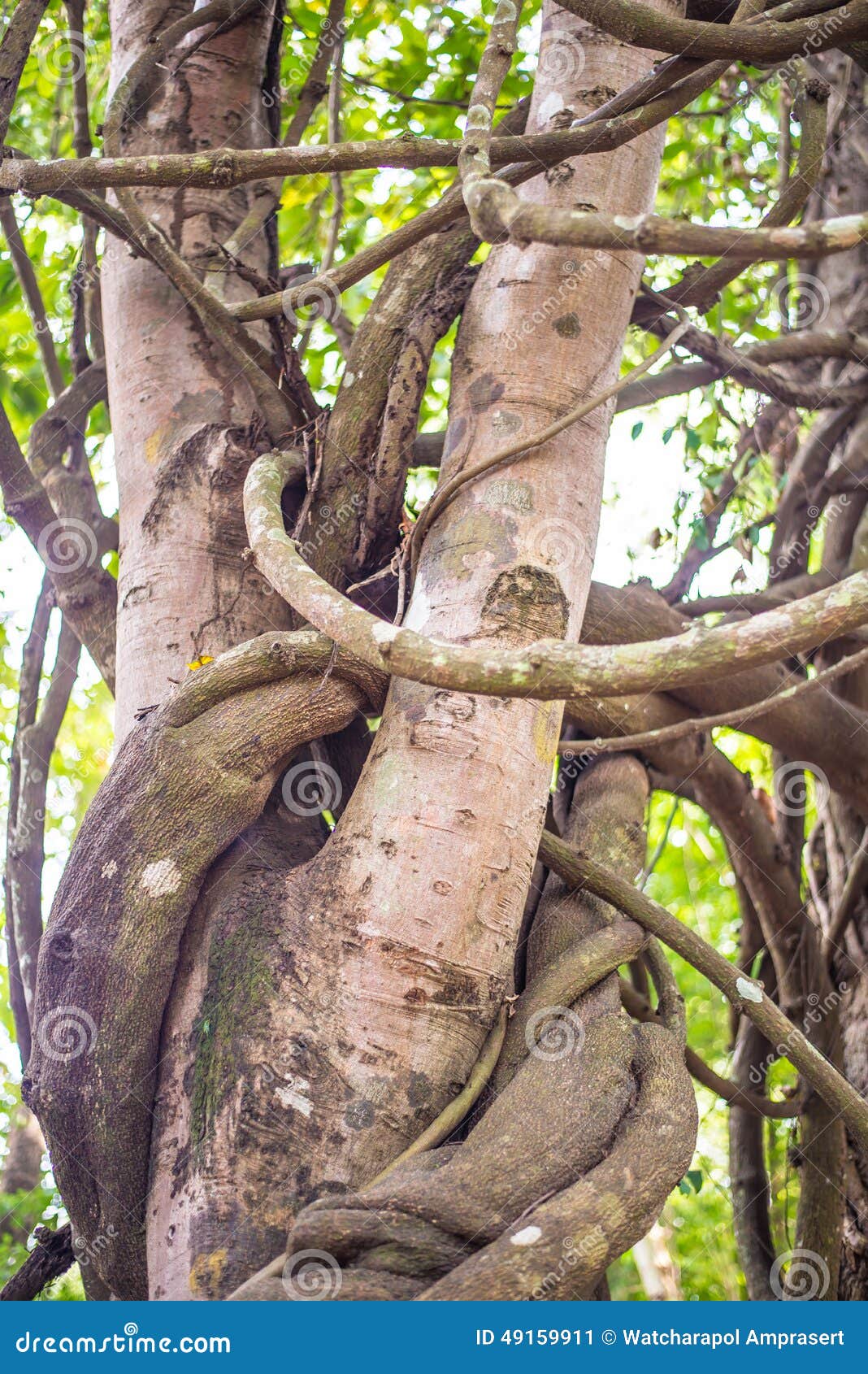 Liana stock image. Image of leaves, jungle, liana, coconut - 49159911