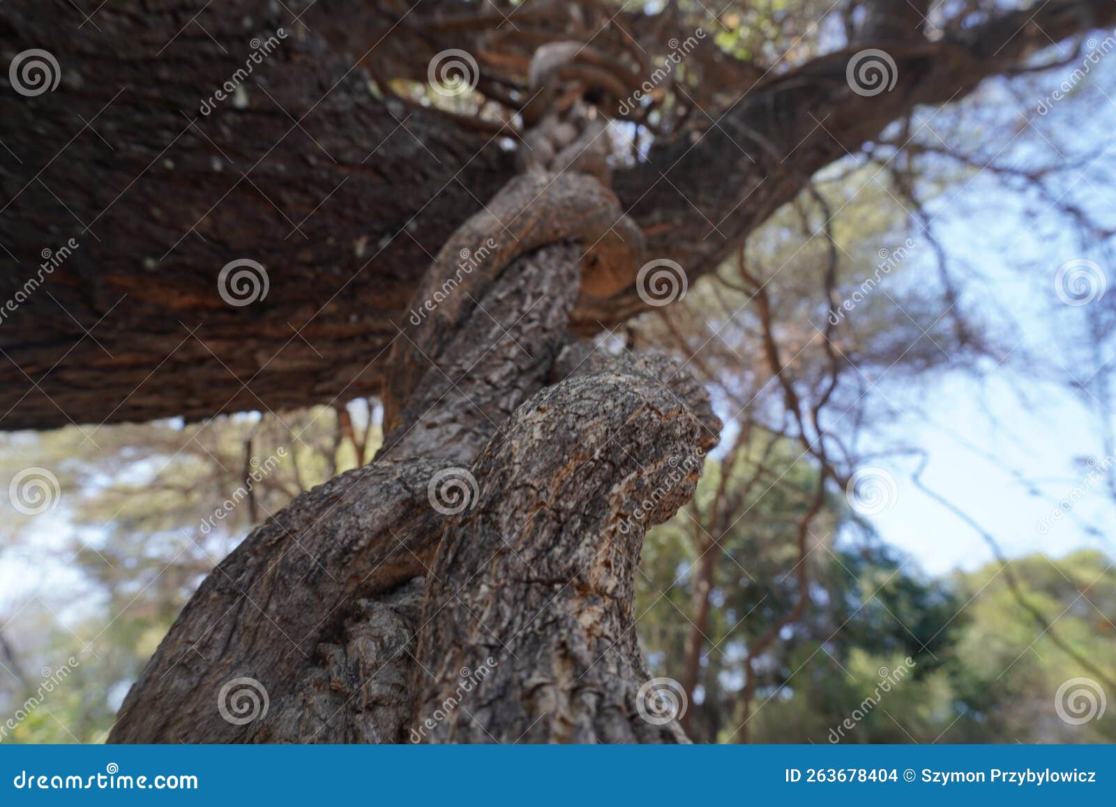 Lianas Climbing Up the Trunk of a Tree. Stock Photo - Image of forest ...