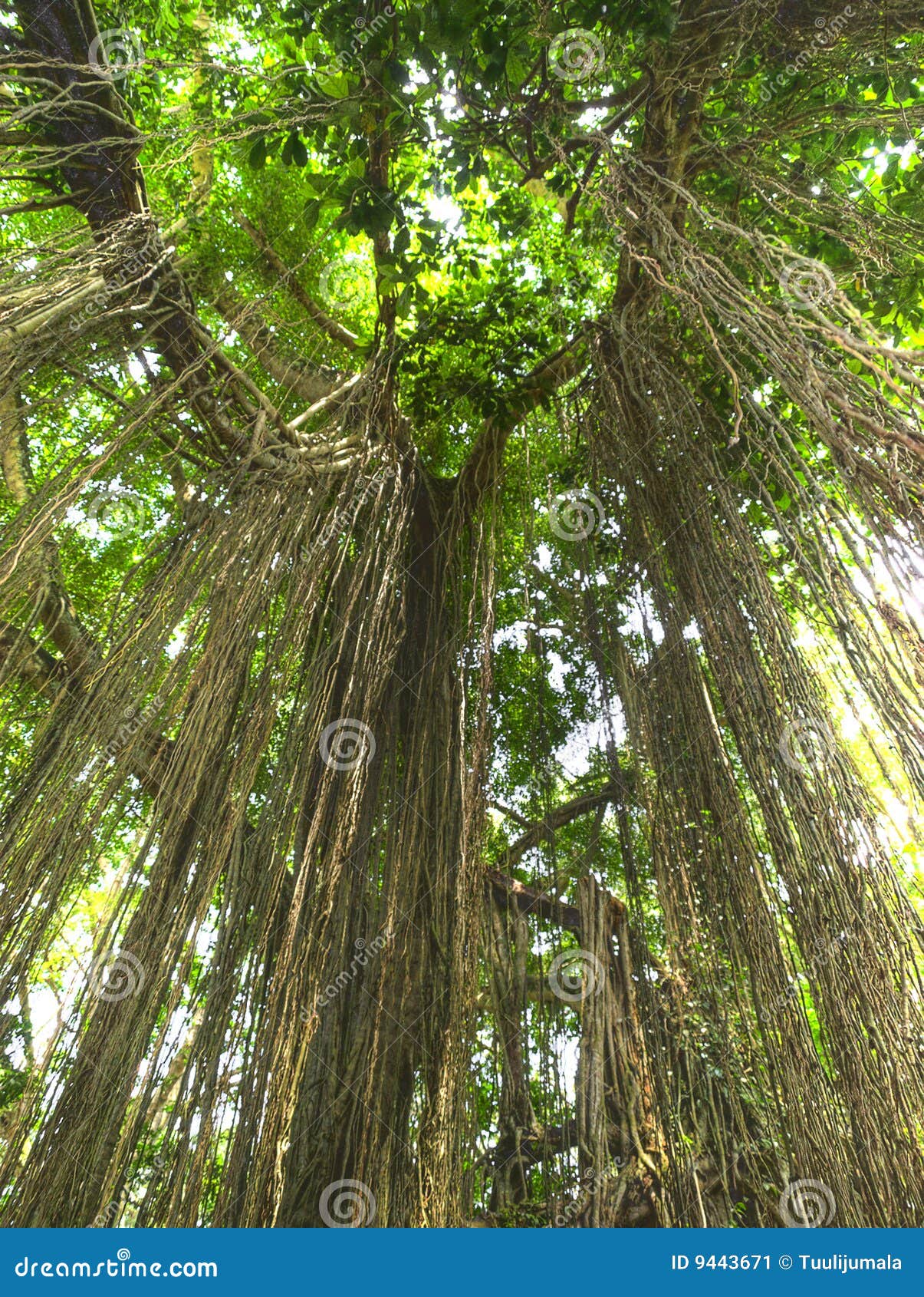 Lianas De La Selva Imagen de archivo - Imagen: 9443671