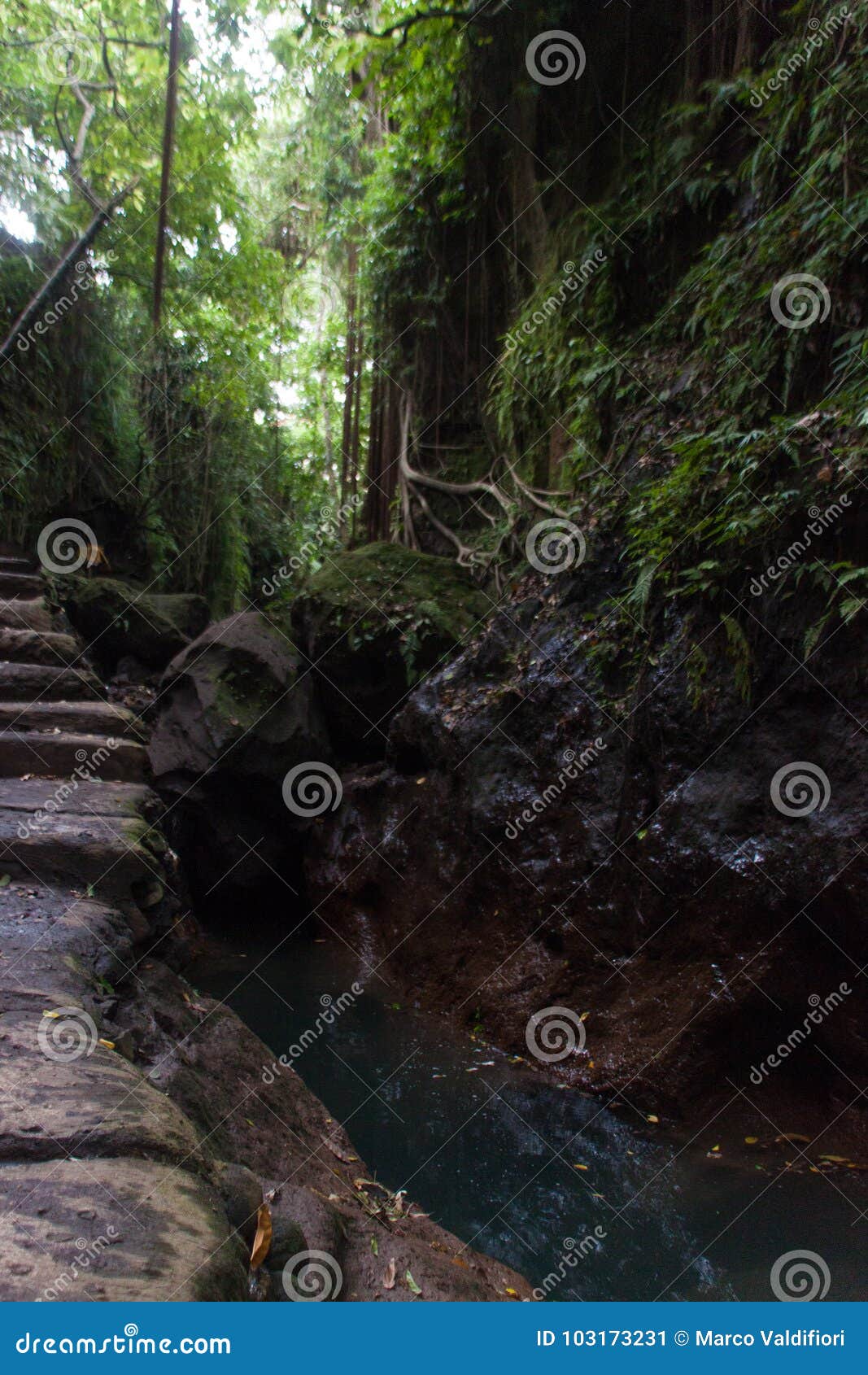 Lianas Hanging from the Tree in Tropical Forest Stock Image - Image of ...