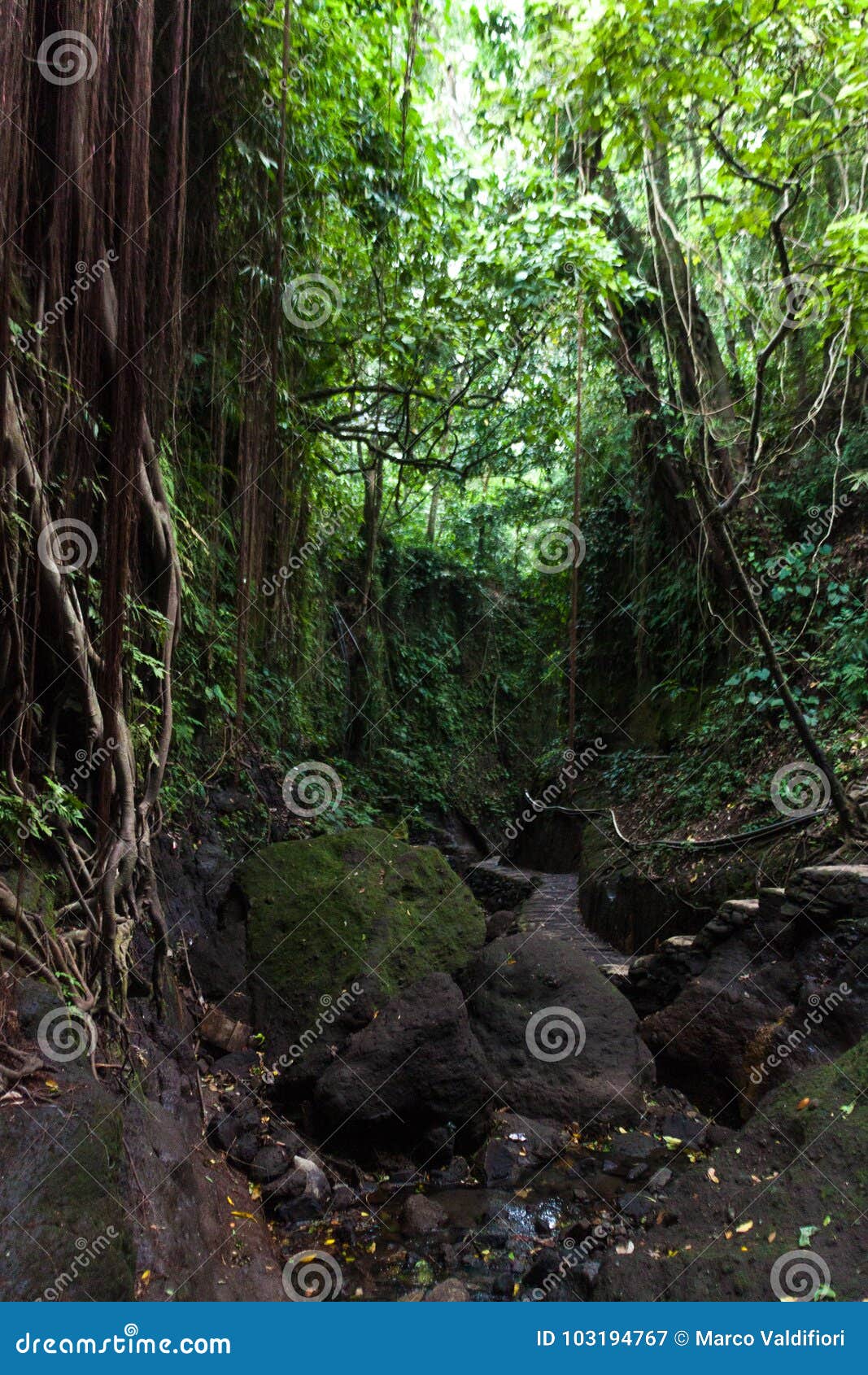 Lianas Hanging from the Tree in Tropical Forest Stock Image - Image of ...