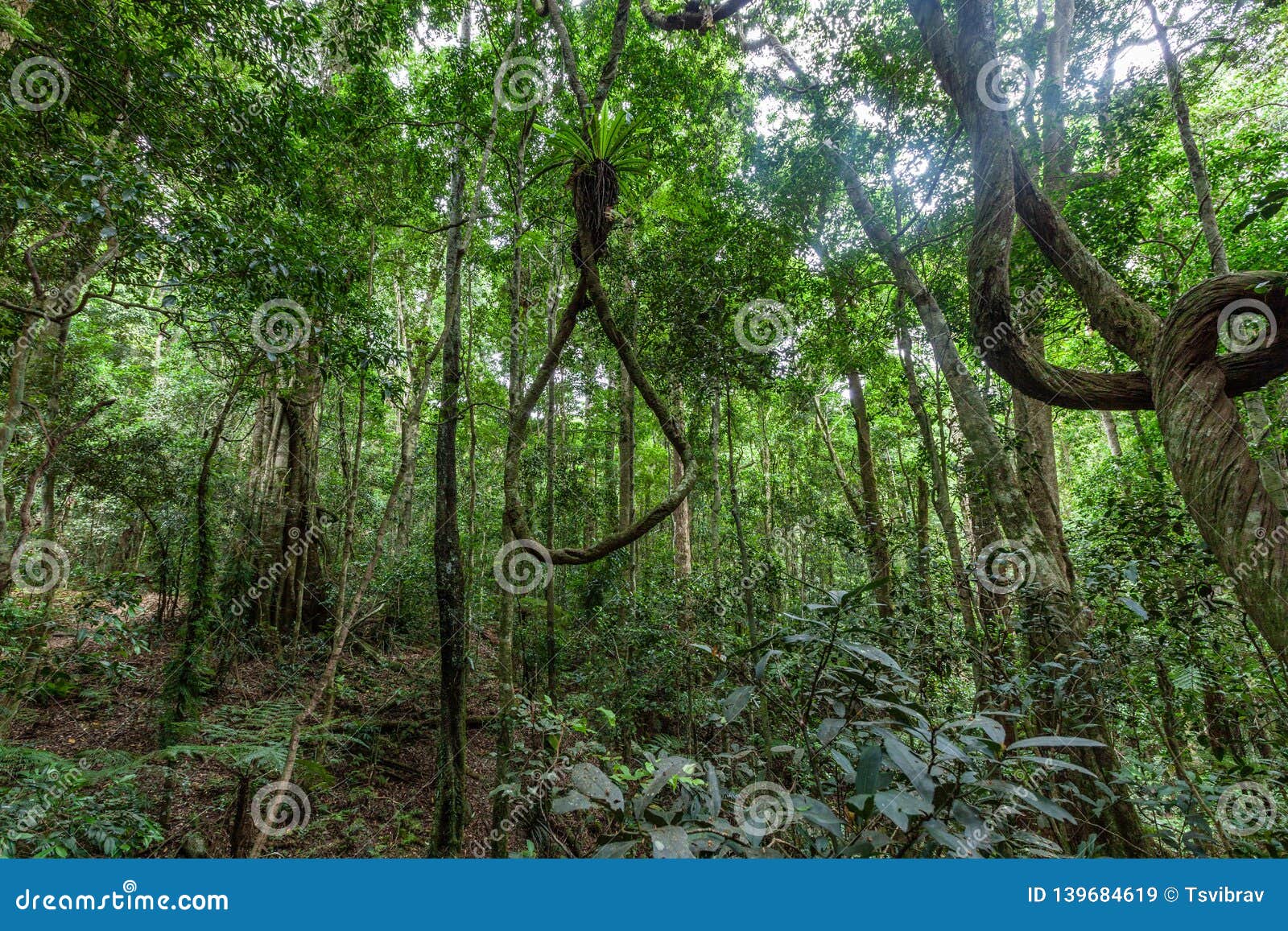 Lianas Hanging from Trees in Rainforest. Stock Image - Image of ...
