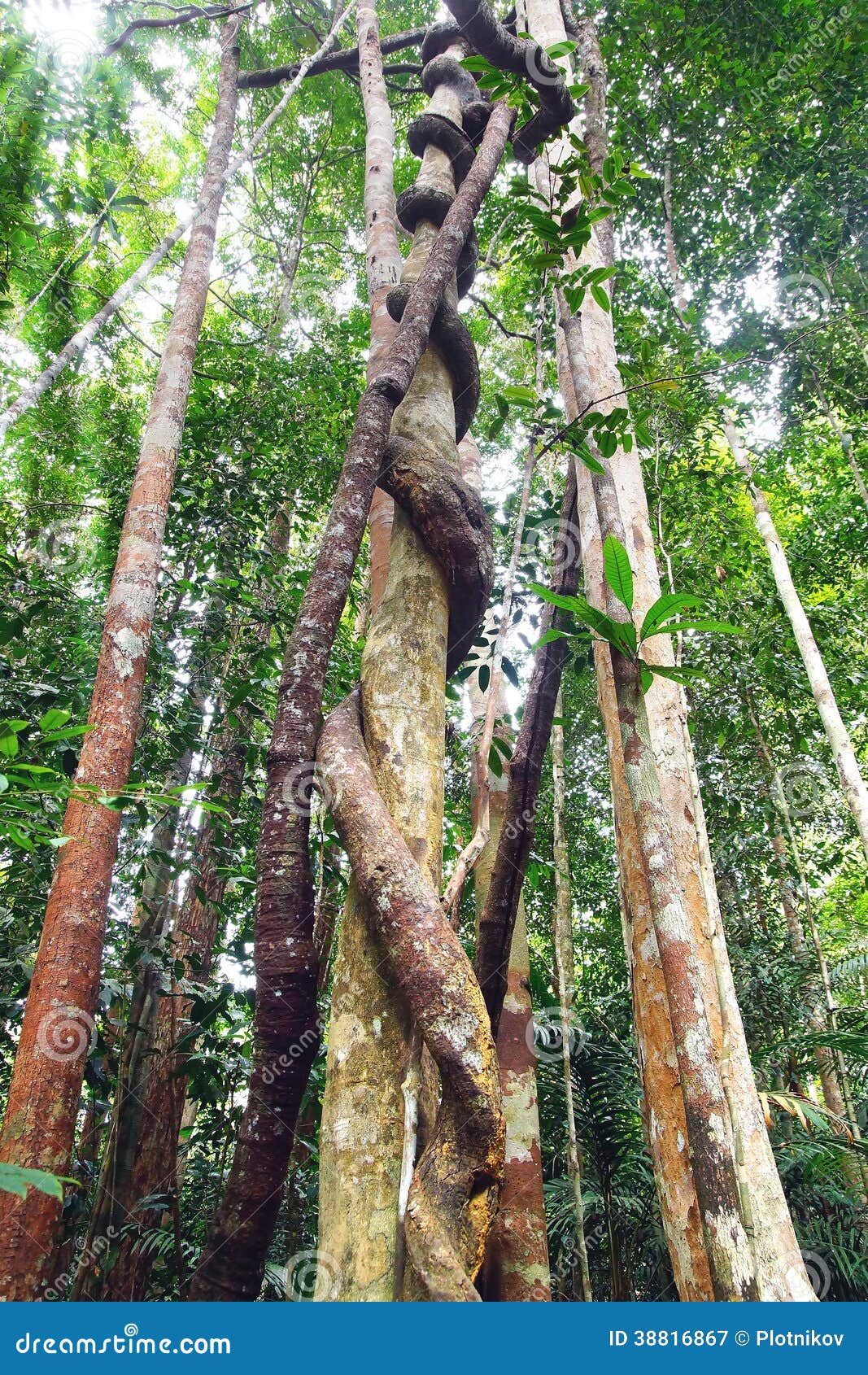 Rainforest Liana Vines