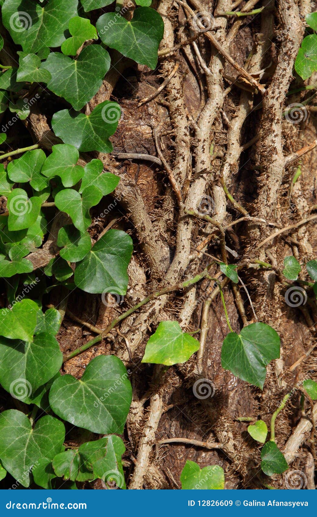 Liane image stock. Image du fragment, fond, liane, nature - 12826609