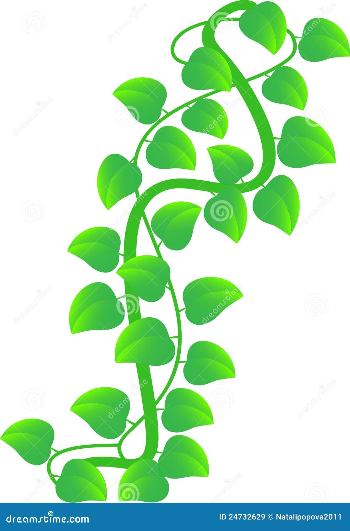 Liane illustration stock. Illustration du tropical, lame - 24732629