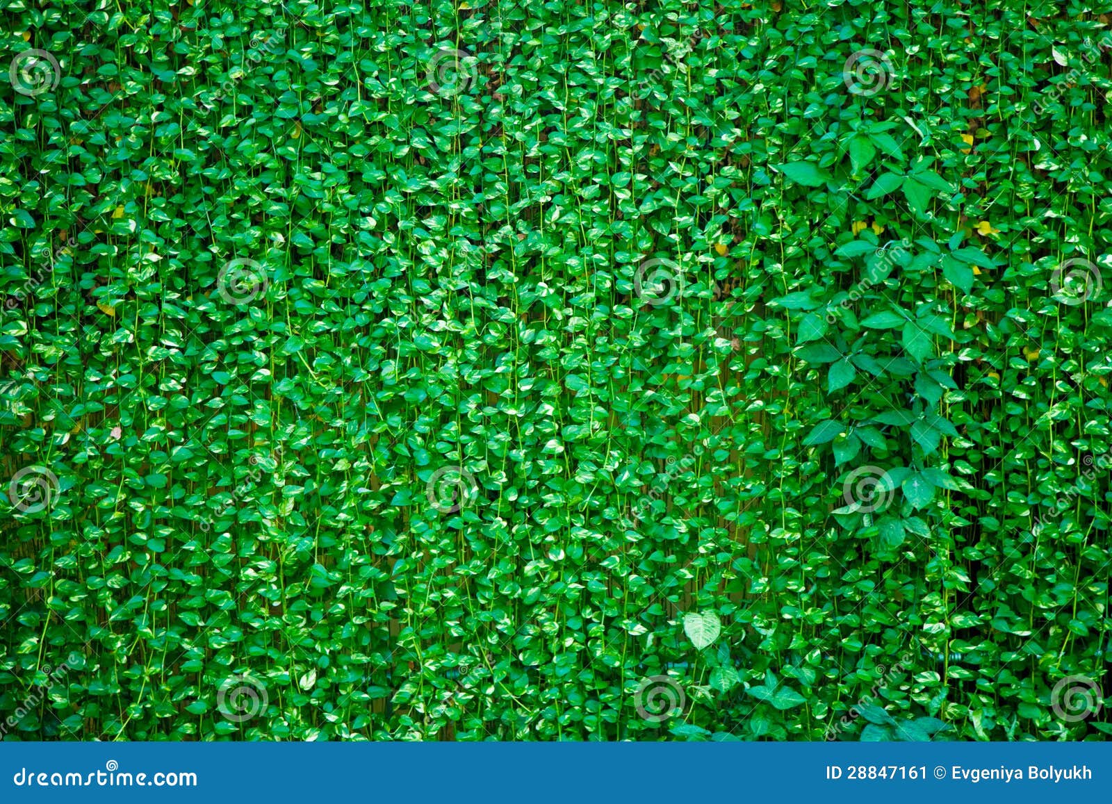 Liane image stock. Image du frais, arbre, flore, forêt - 28847161