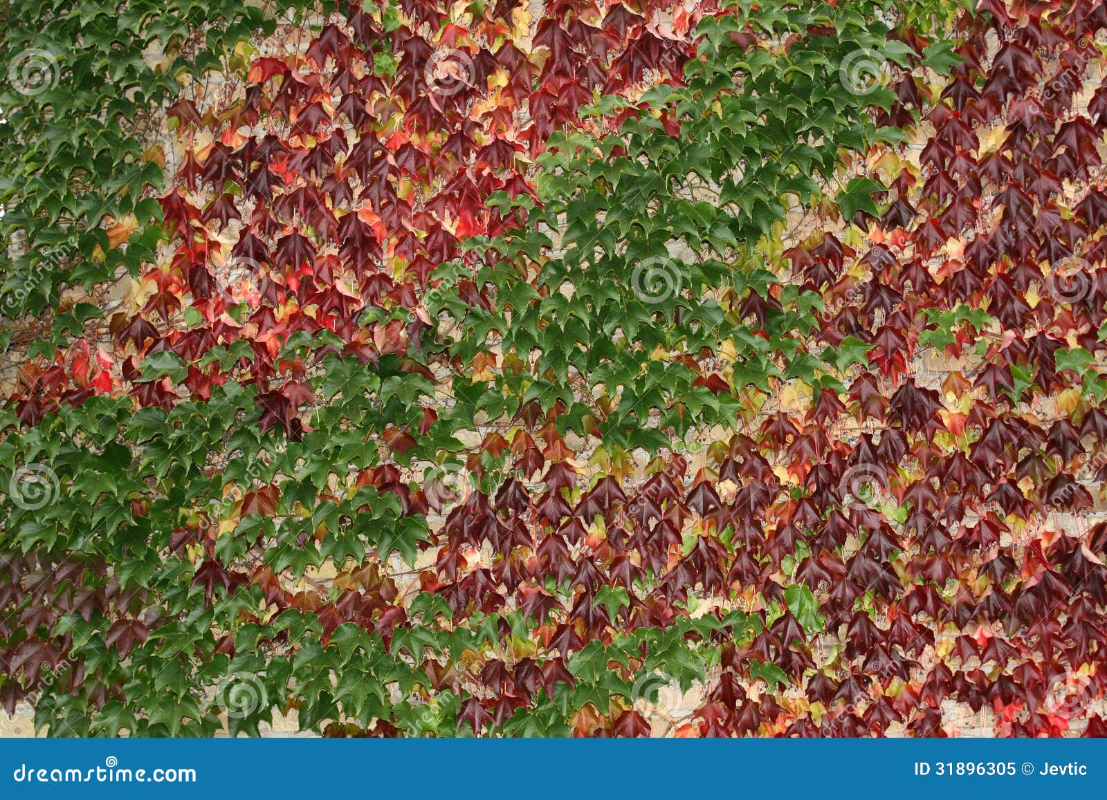 Liane dans le jardin image stock. Image du bonheur, feuillage - 31896305