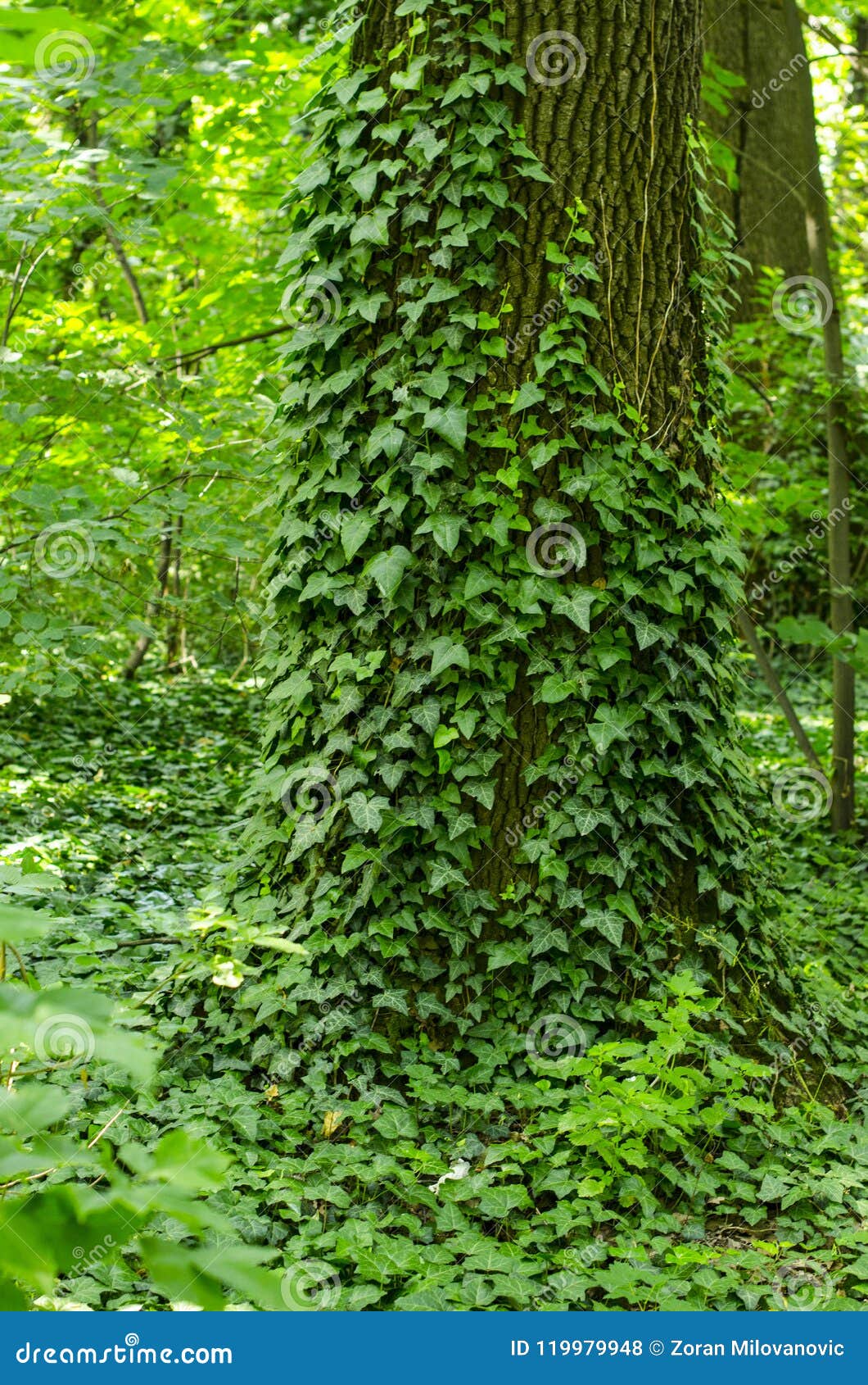 Liane Photos Stock - Téléchargez 10,710 Photos libres de droits