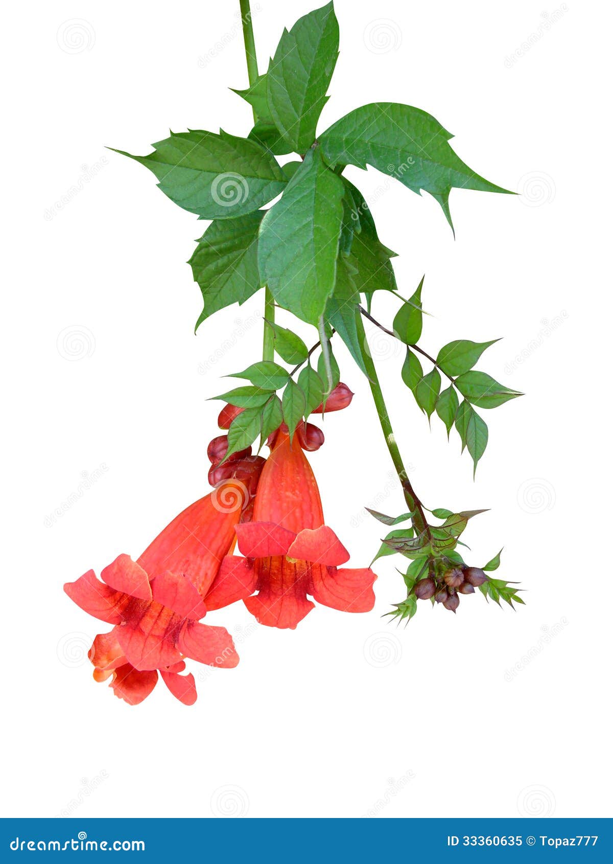 Liane a Flower it is Isolated Stock Image - Image of botany ...