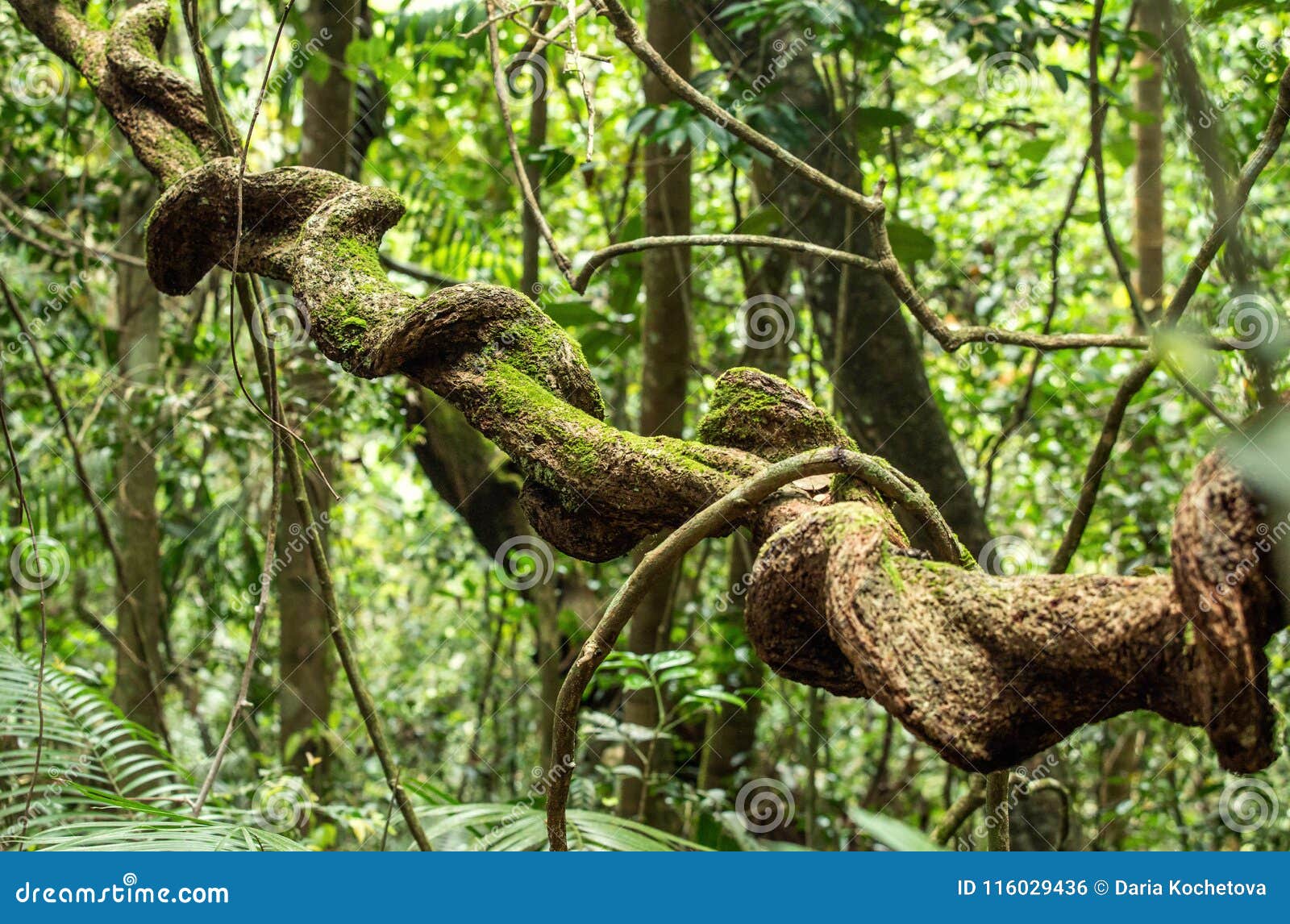 Liane im Regenwald stockfoto. Bild von zerknittert, kraus - 116029436