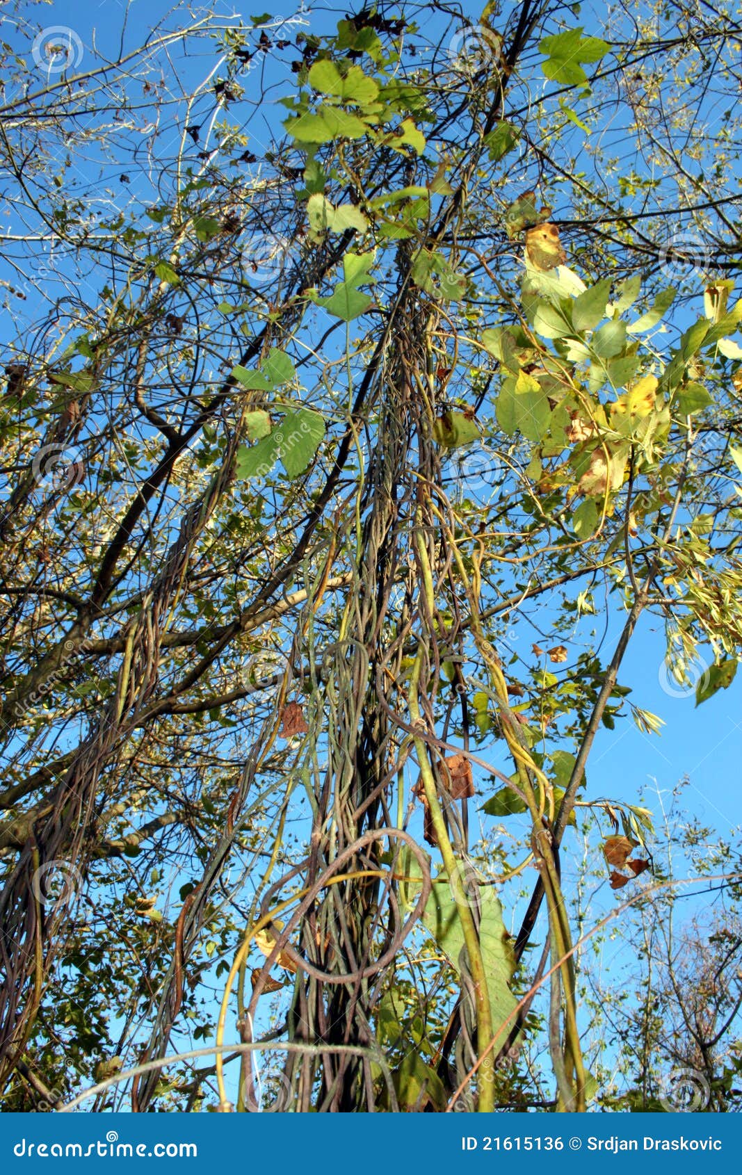 Liane Verte Photos Stock - Téléchargez 797 Photos libres de droits