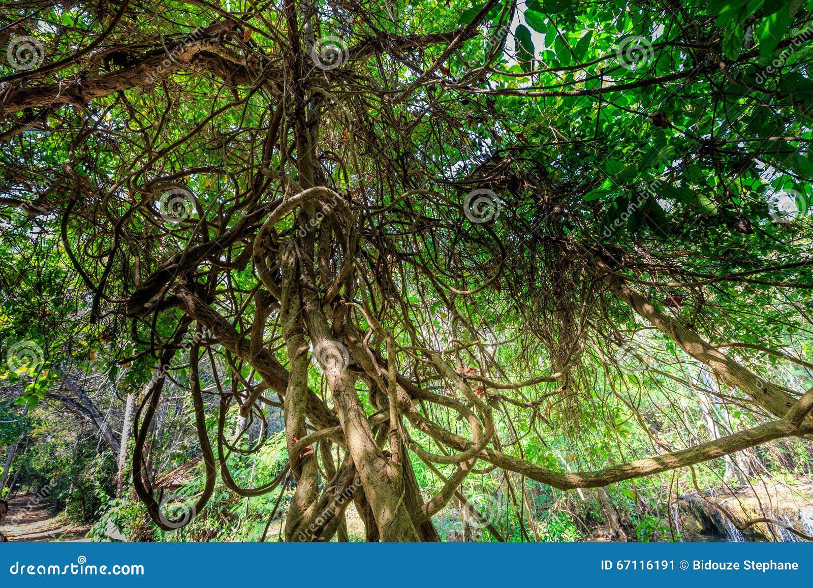 Lianen im Dschungel stockbild. Bild von verwirrt, dschungel - 67116191