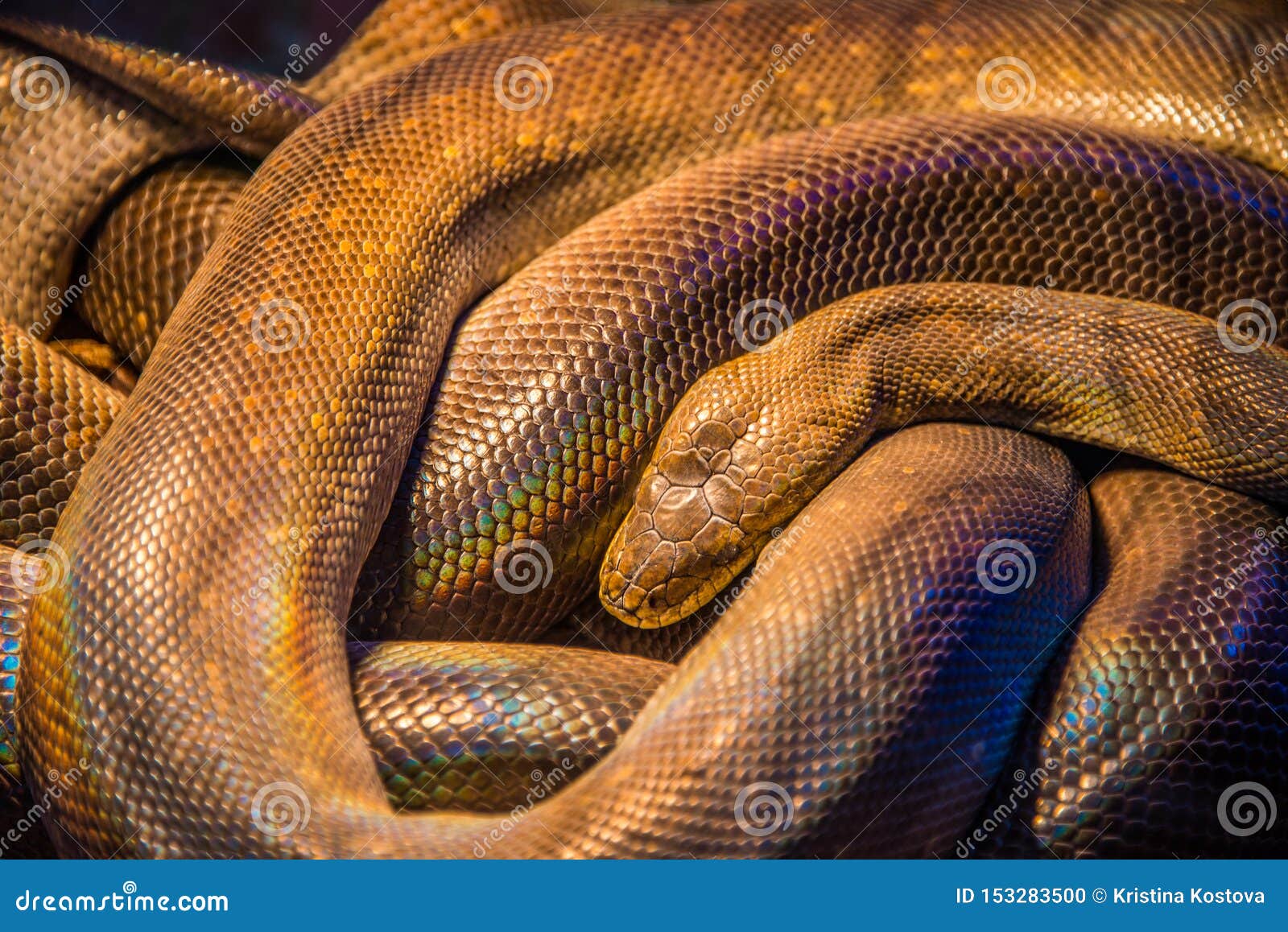 Liasis Mackloti Snake with Pretty Colors Stock Photo - Image of females ...