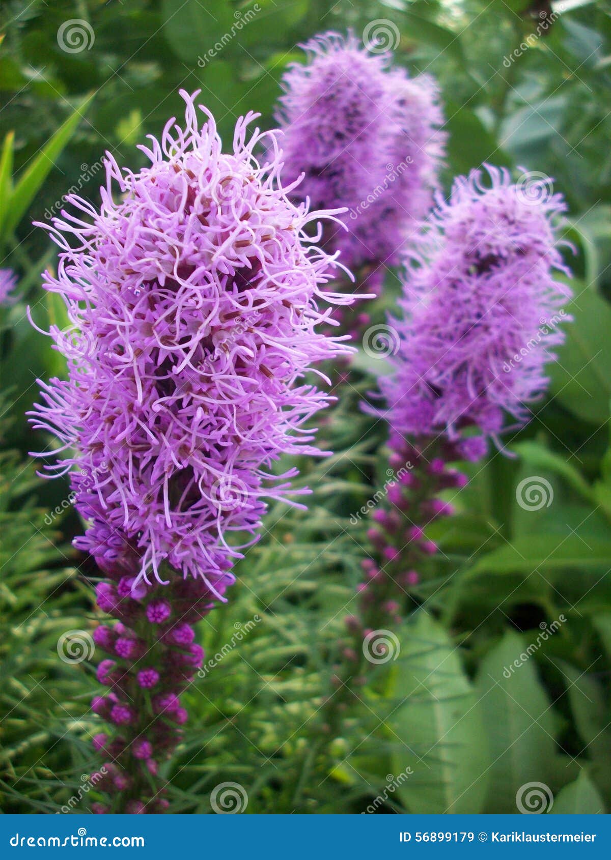 Liatris Plant stock image. Image of landscape, open, liatris - 56899179