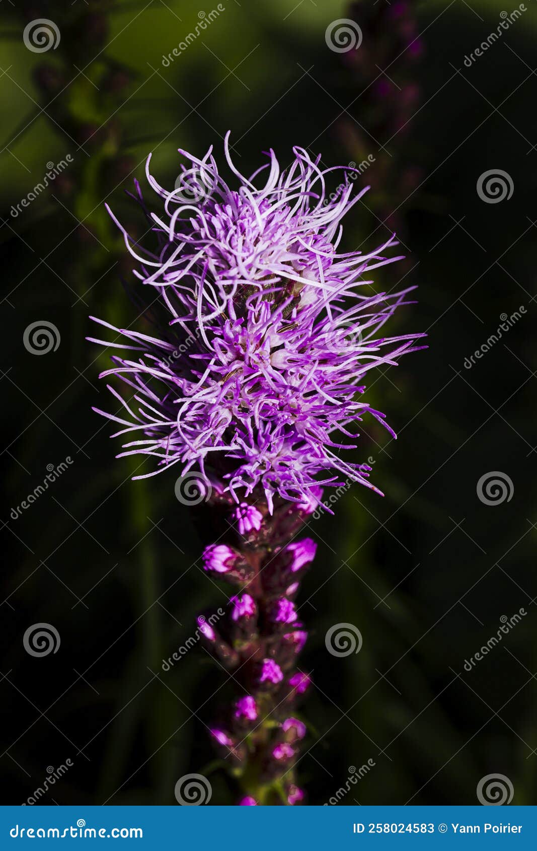 Liatris pycnostachya stock image. Image of garden, magenta - 258024583