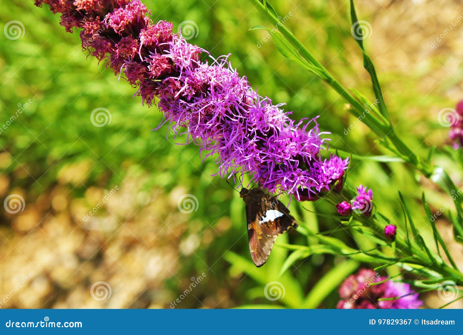 Liatris spicata stock image. Image of perennial, summer - 97829367