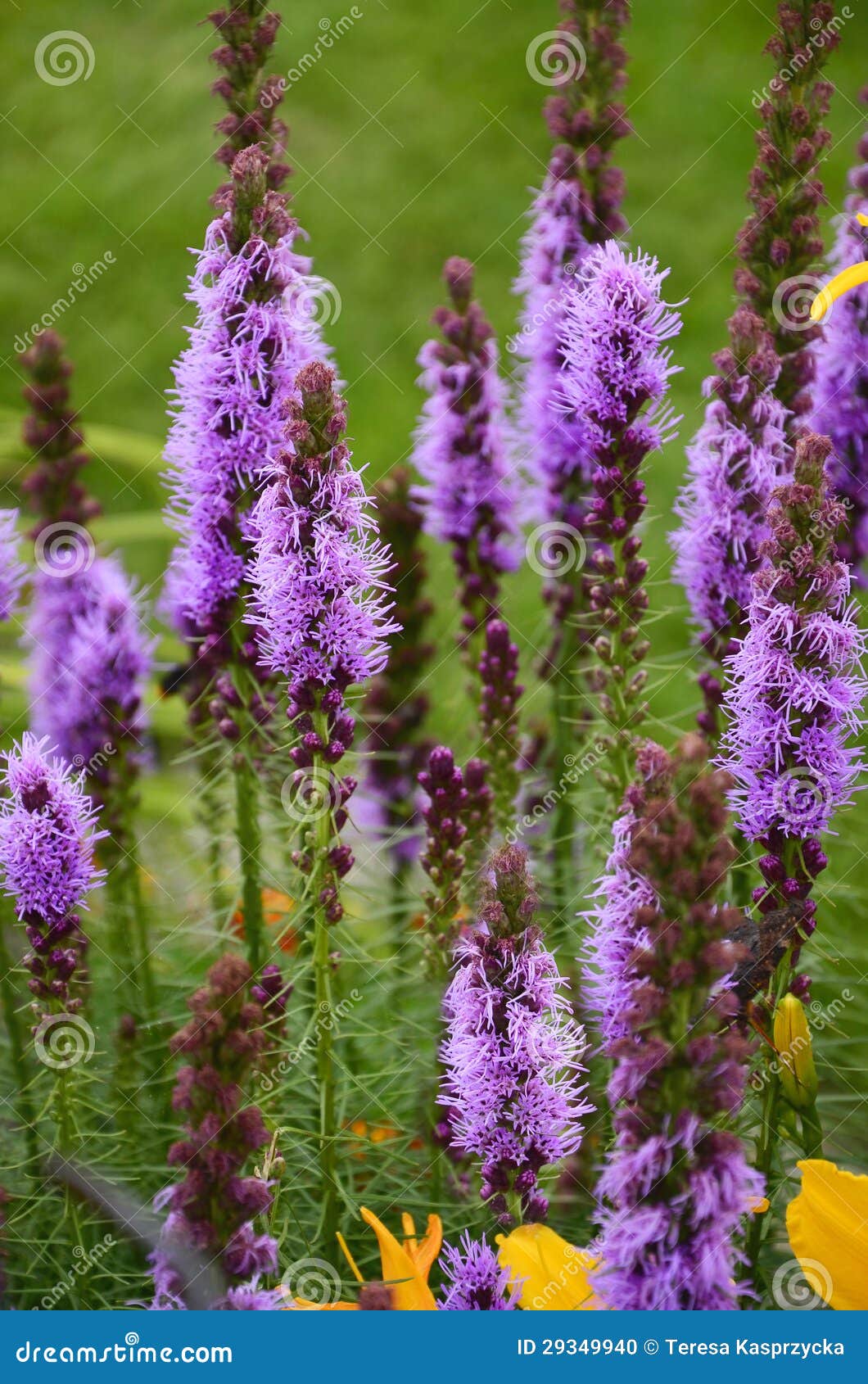 Liatris Spicata Flowers in the Garden Stock Photo - Image of liatris ...