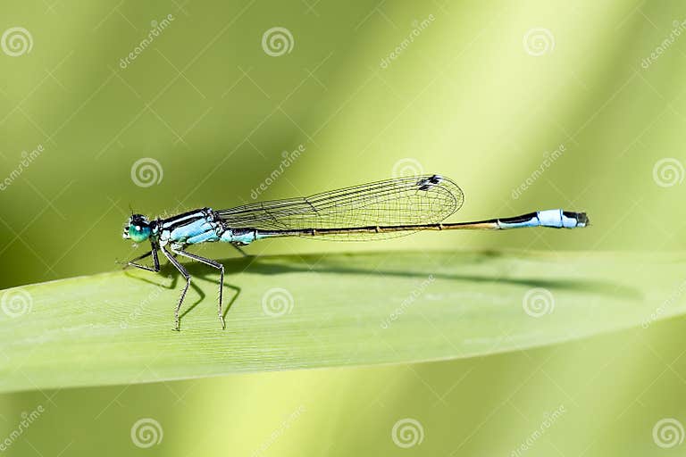 Libélula foto de stock. Imagem de folha, ambiente, animal - 12610610