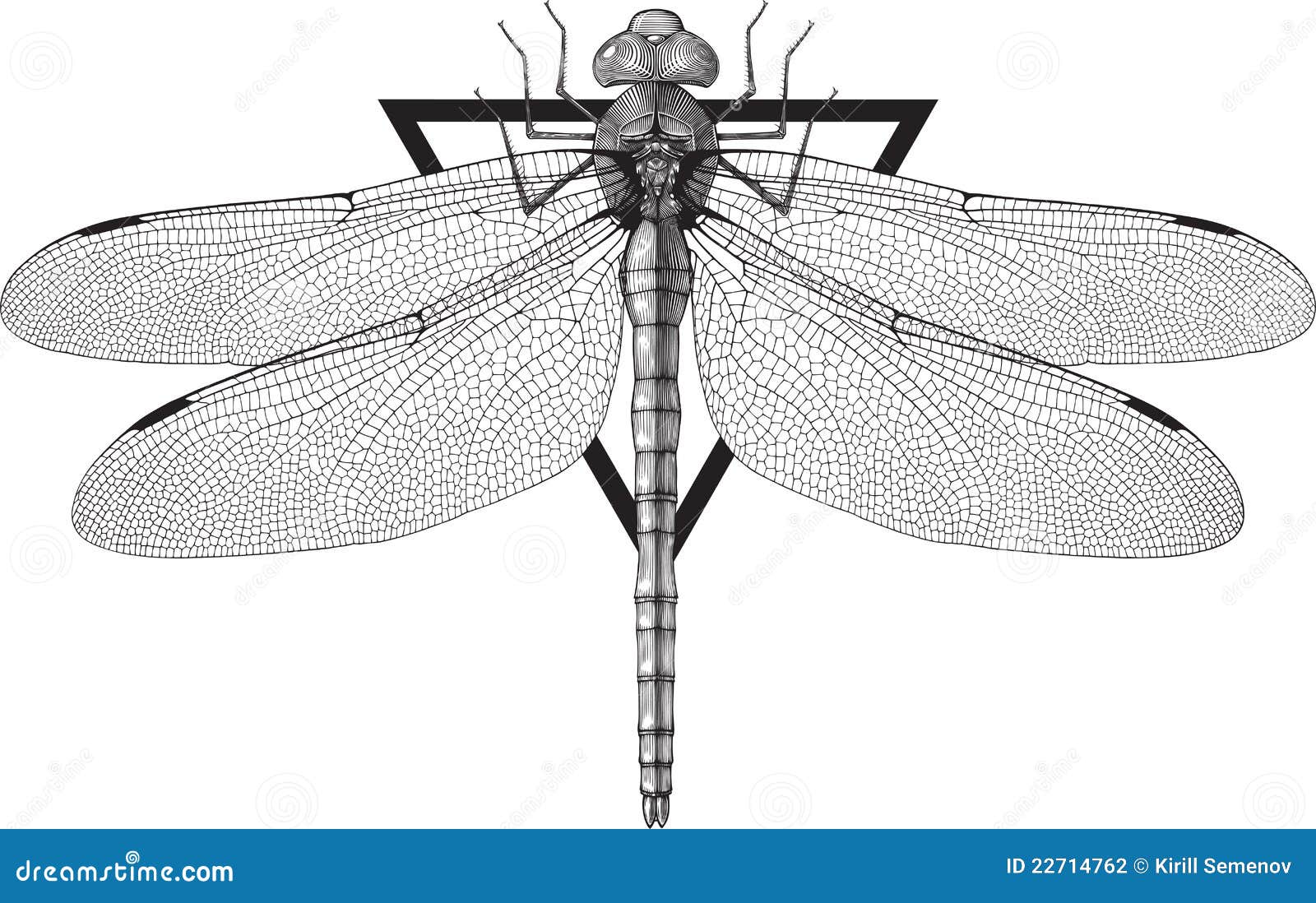 Libélula ilustración del vector. Ilustración de negro - 22714762