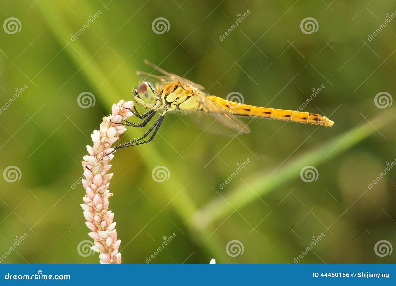 Libélula foto de archivo. Imagen de cierre, salvaje, animales - 44480156