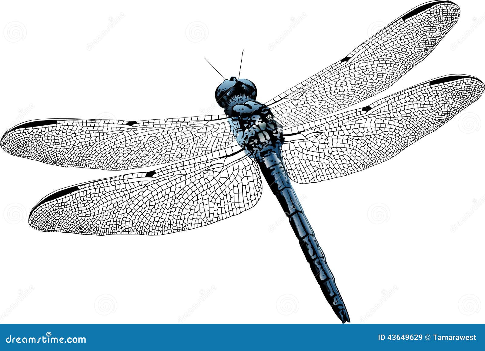 Libélula Aislada Del Vector Ilustración del Vector - Ilustración de ...